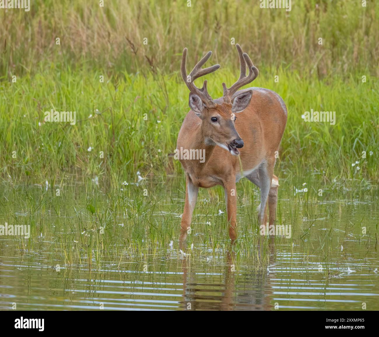 8 point trophy buck hi-res stock photography and images - Alamy