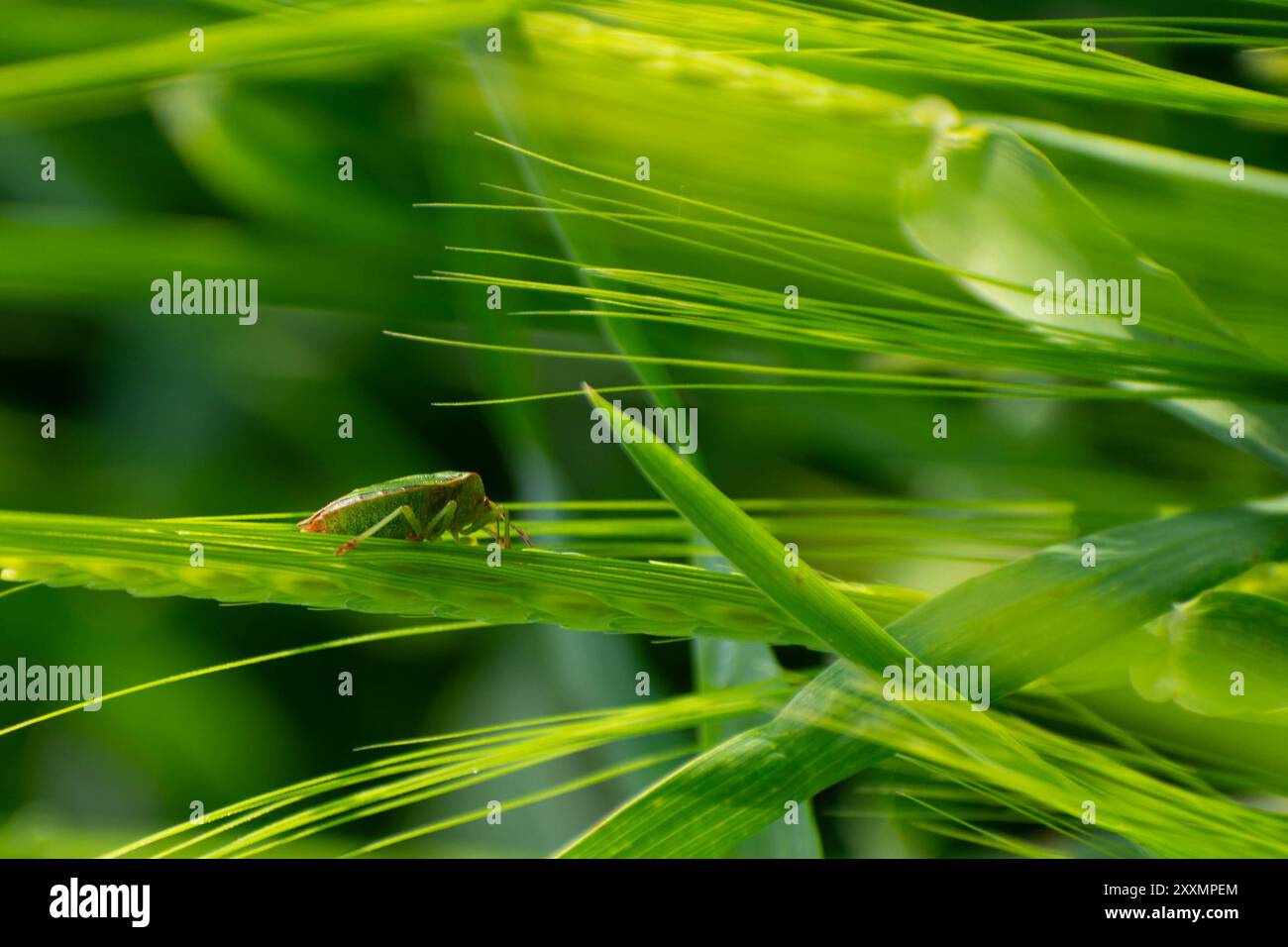 Insect heteroptera hi-res stock photography and images - Alamy