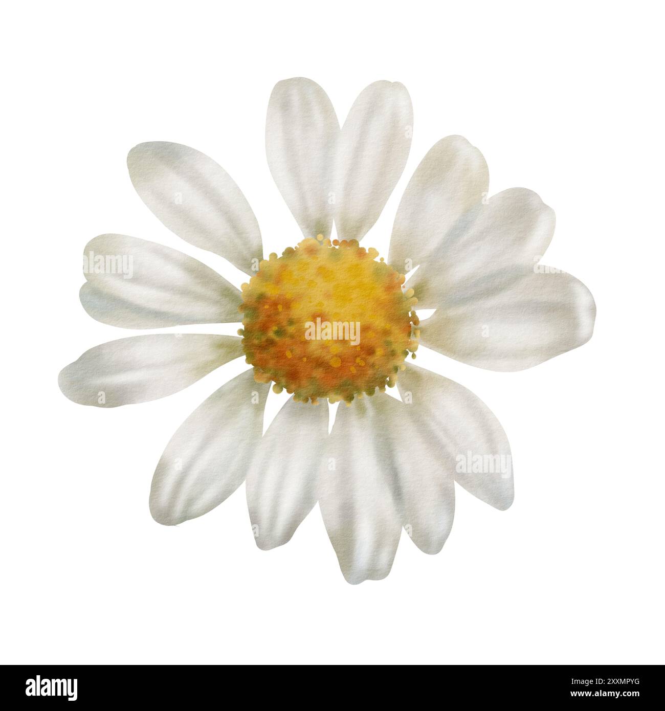 Chamomile as a symbol of loyalty, love, family hearth made in ...