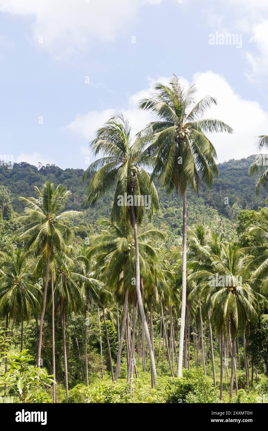 Coconut plantation on the Samui Island in Thailand Stock Photo - Alamy