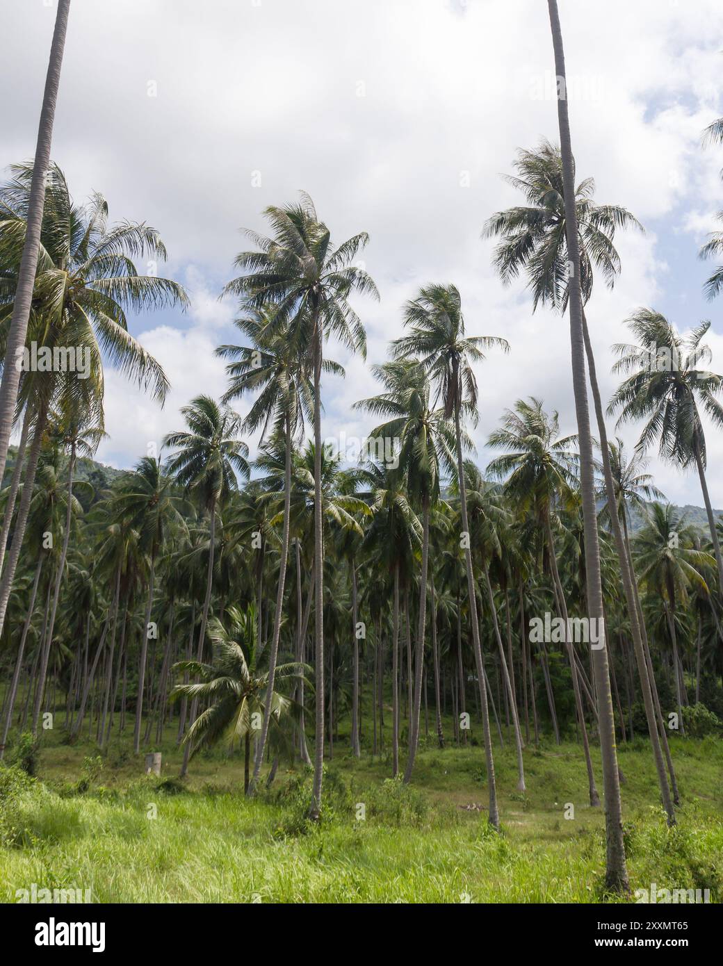 Coconut plantation on the Samui Island in Thailand Stock Photo - Alamy