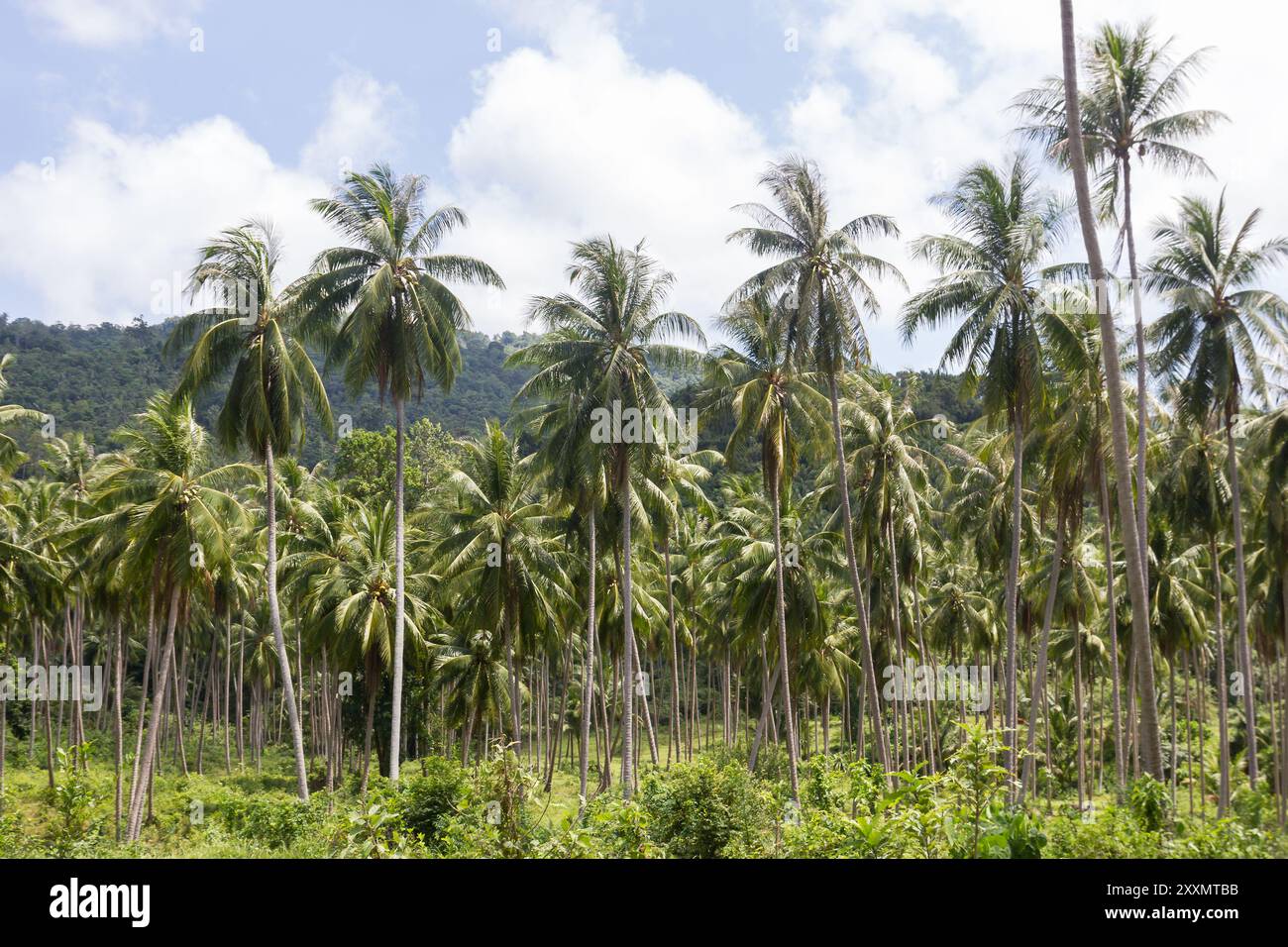 Coconut plantation on the Samui Island in Thailand Stock Photo - Alamy