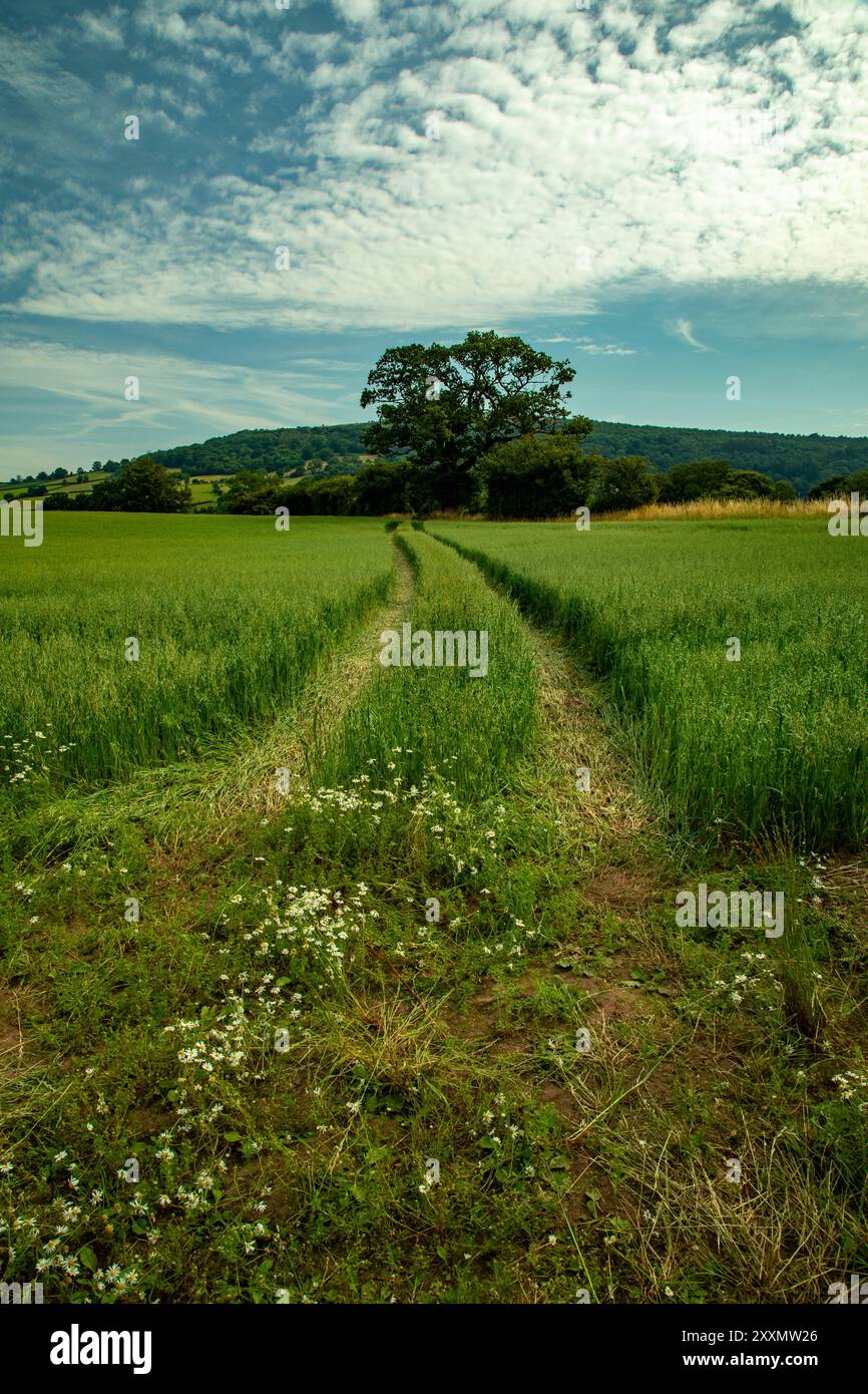 Canal from newport to pontymoile basin hi-res stock photography and ...