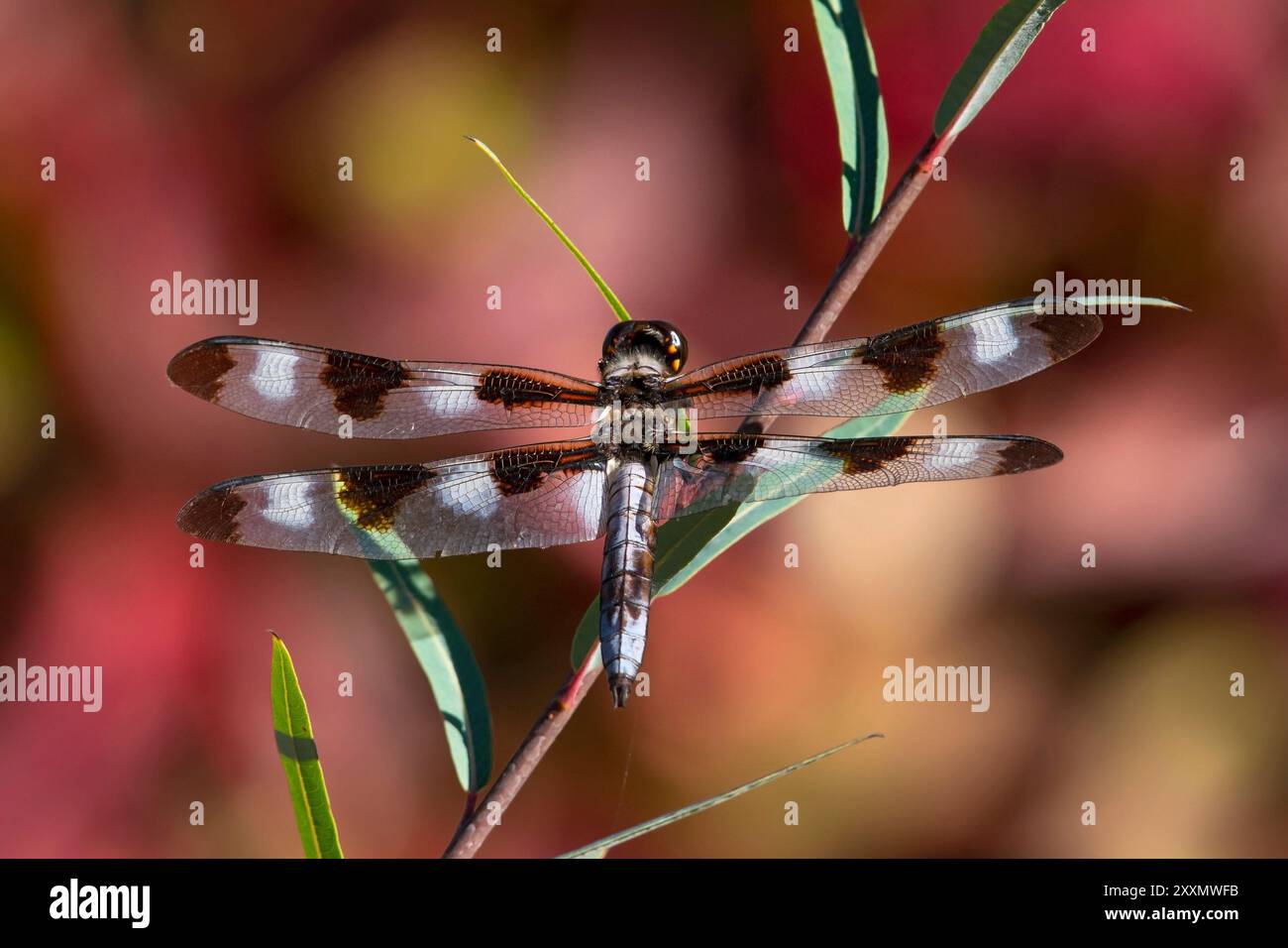Twelve-spotted Skimmer male Stock Photo - Alamy