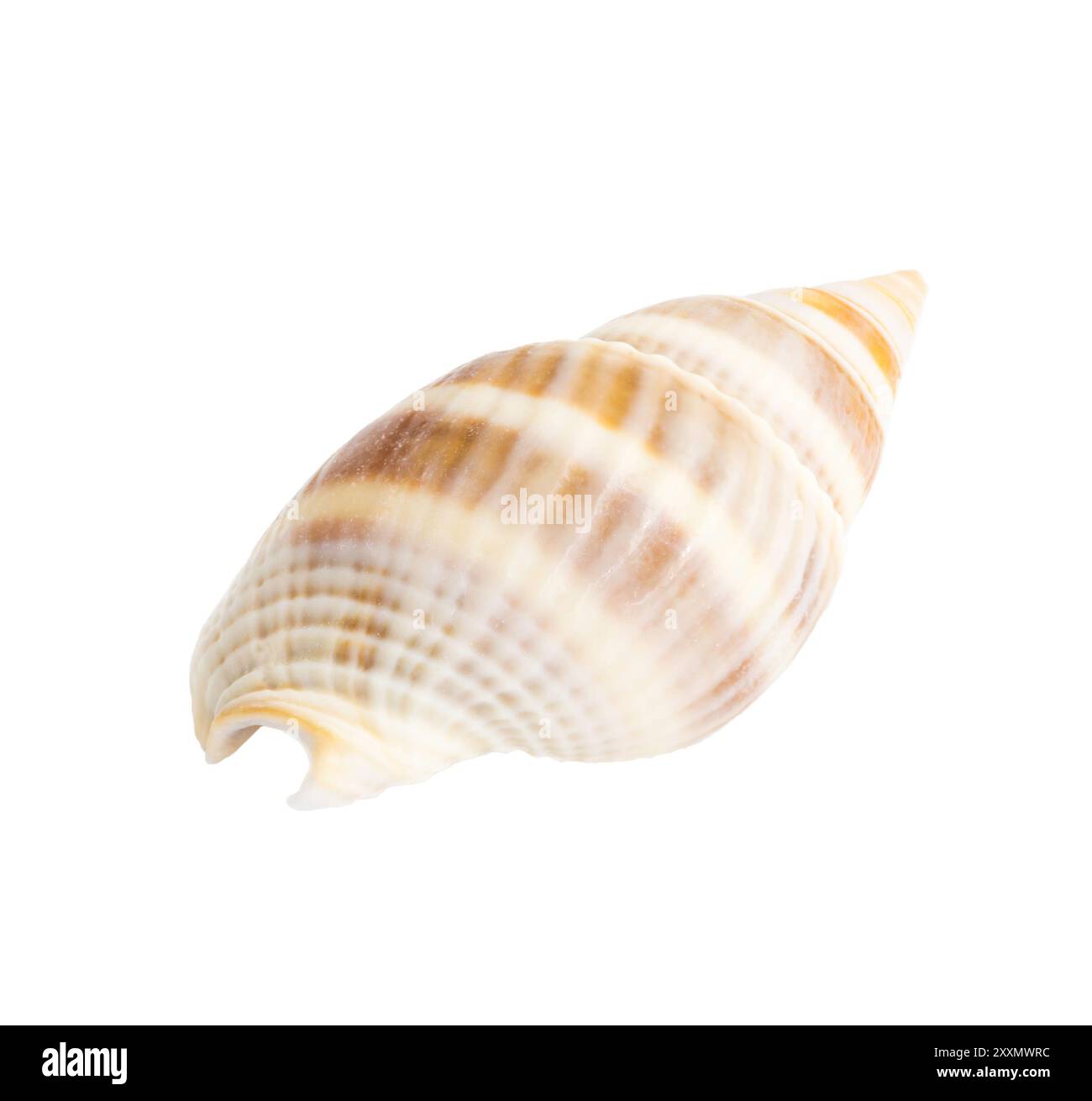 Seafood included hi-res stock photography and images - Alamy