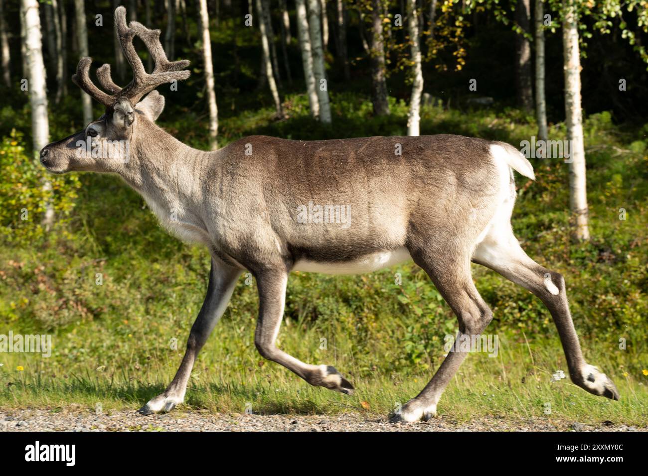 Pyhä-Luosto National Park, Lapland, Finland Stock Photo - Alamy