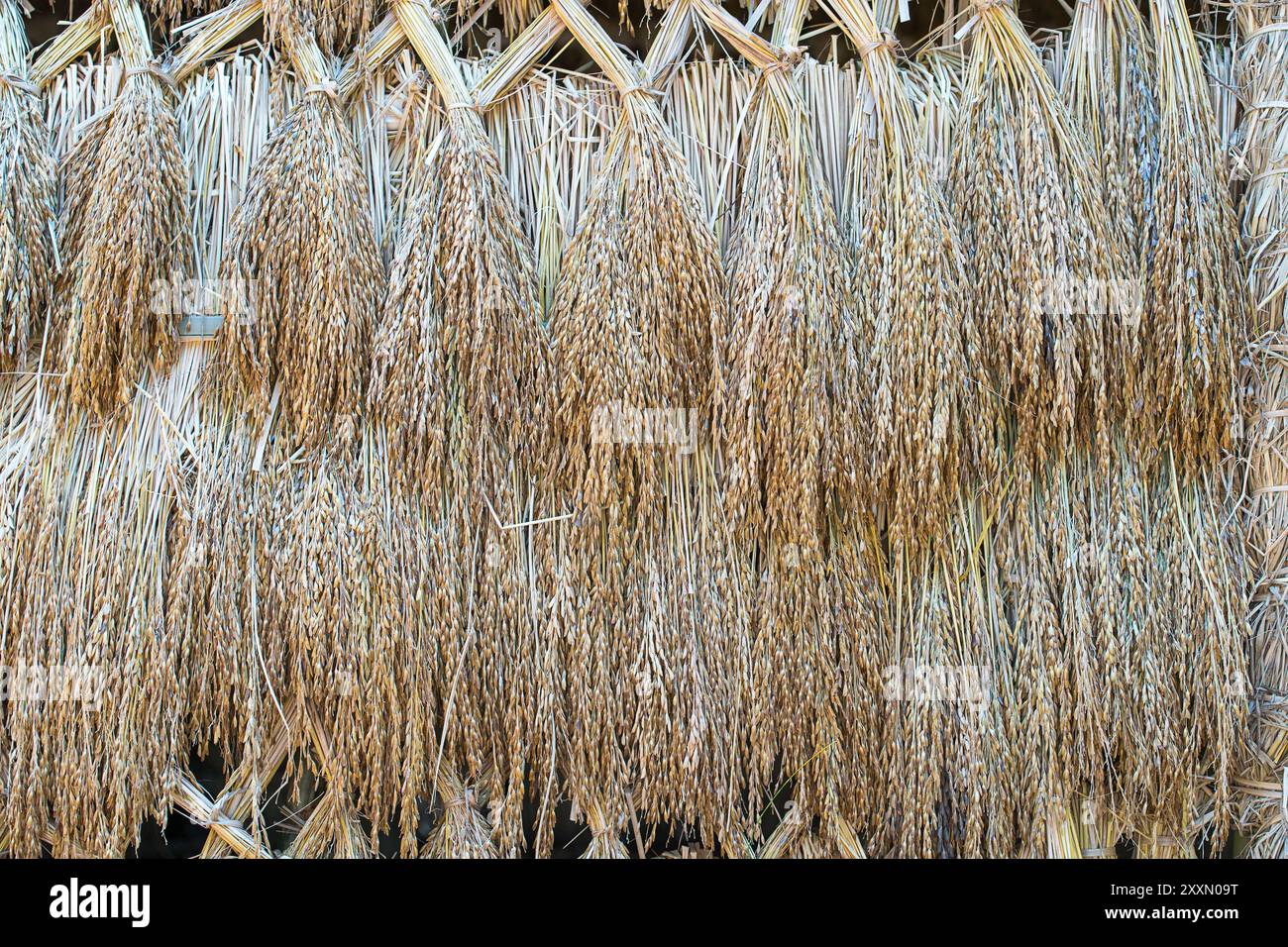 Dry paddy rice seeds mass product from Thailand,Ears of paddy rice ...