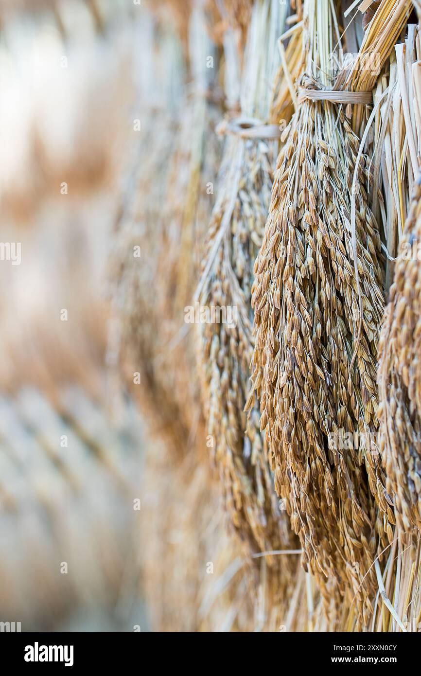 Dry paddy rice seeds mass product from Thailand,Ears of paddy rice ...