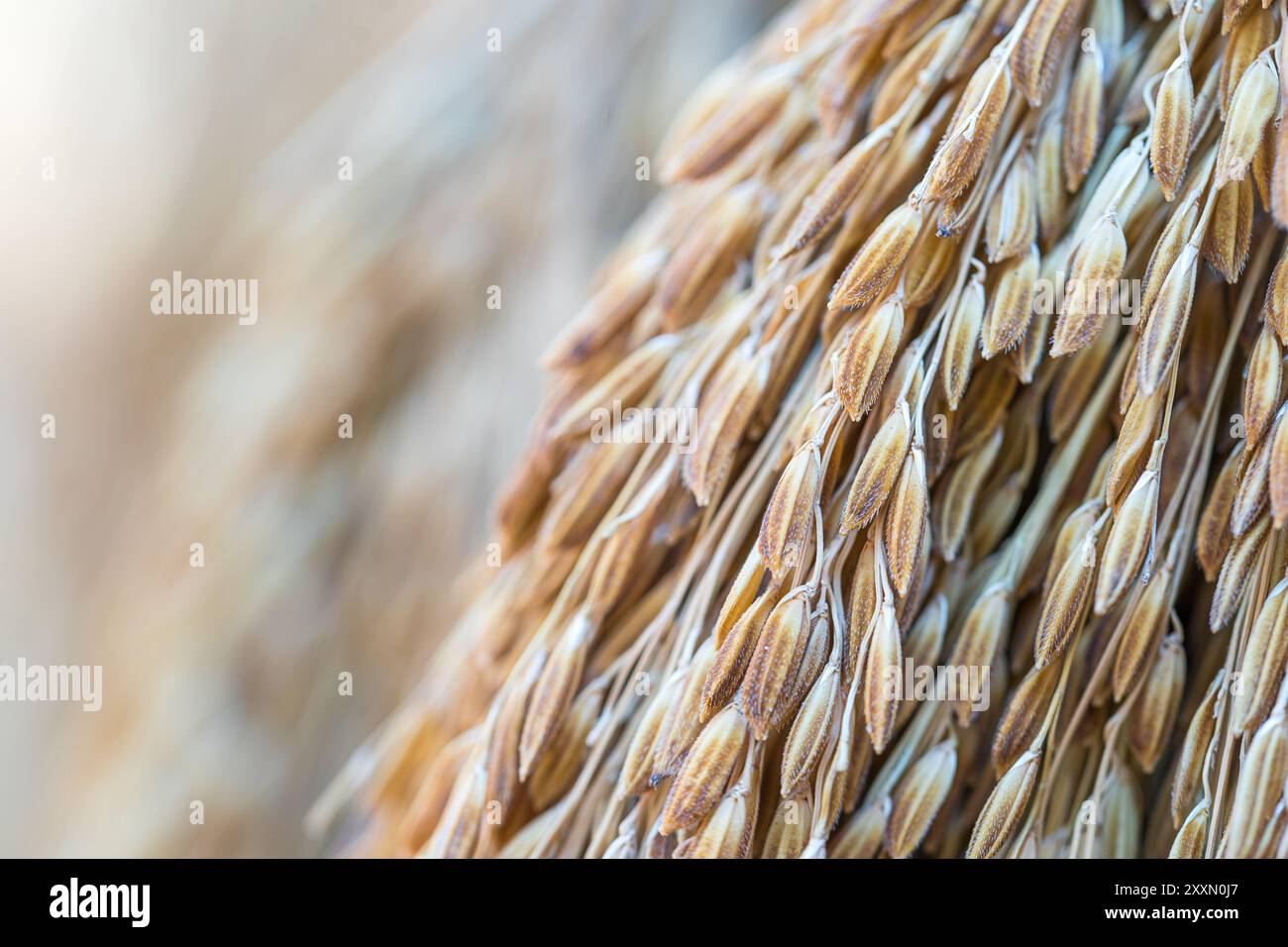 Ears of paddy hi-res stock photography and images - Alamy