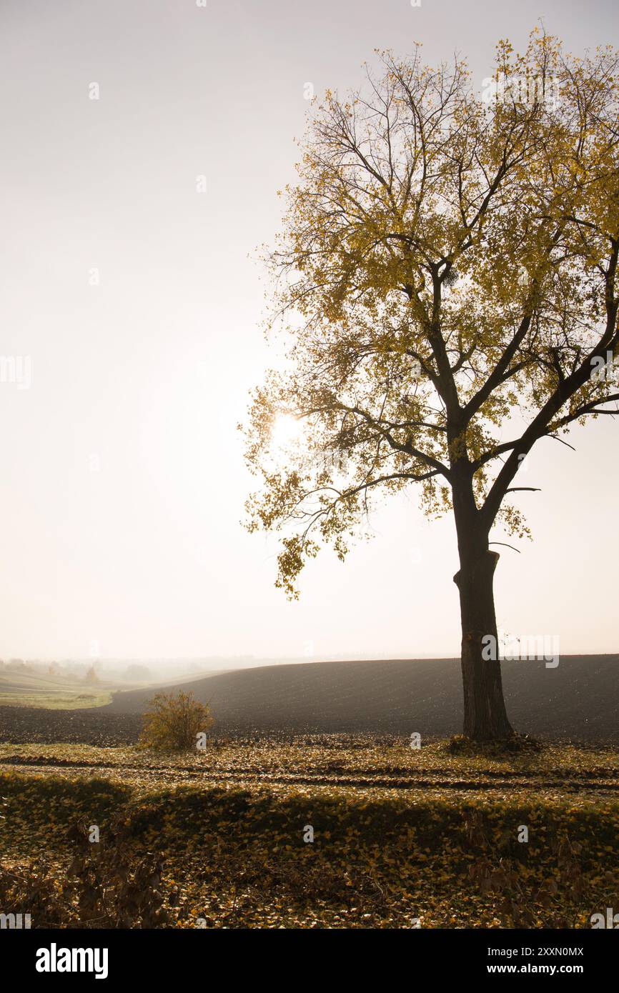 Minimalist autumn landscape, autumn foggy sunny morning in rural hilly ...