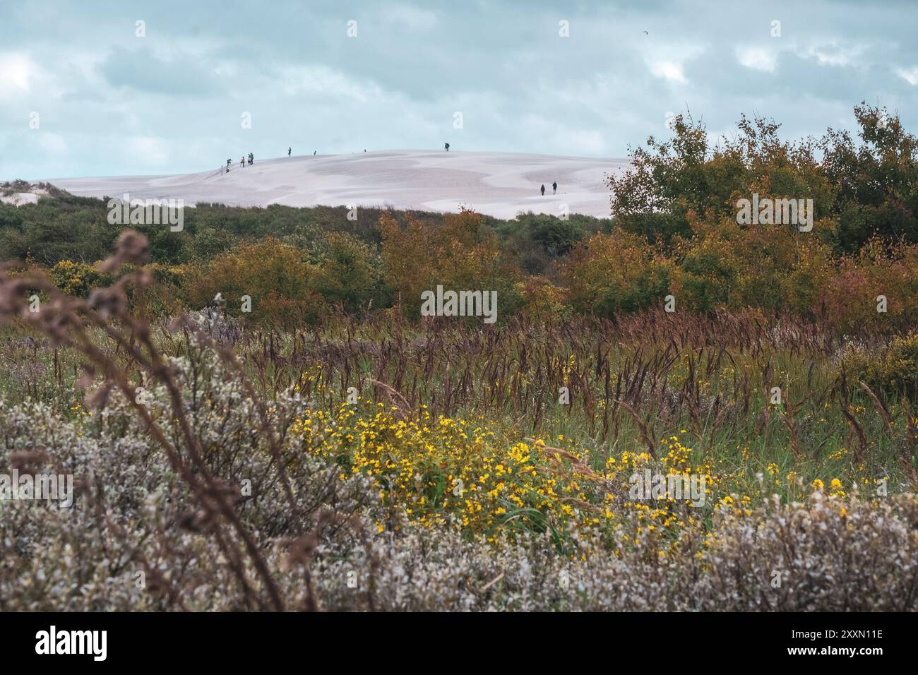 Heather sand hi-res stock photography and images - Alamy