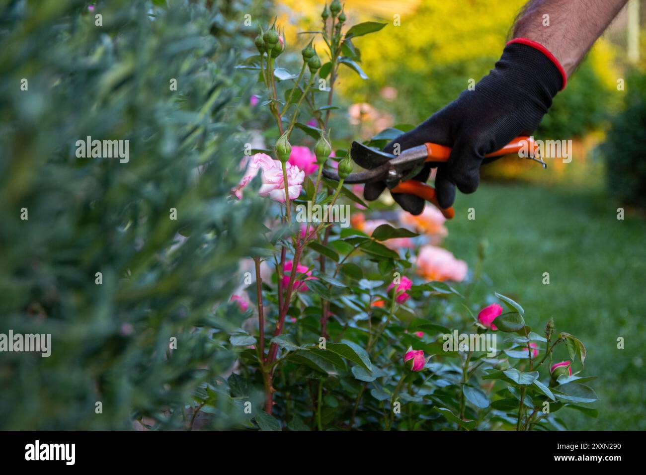 Mature gardener making arrangement and cutting a rose bush using ...