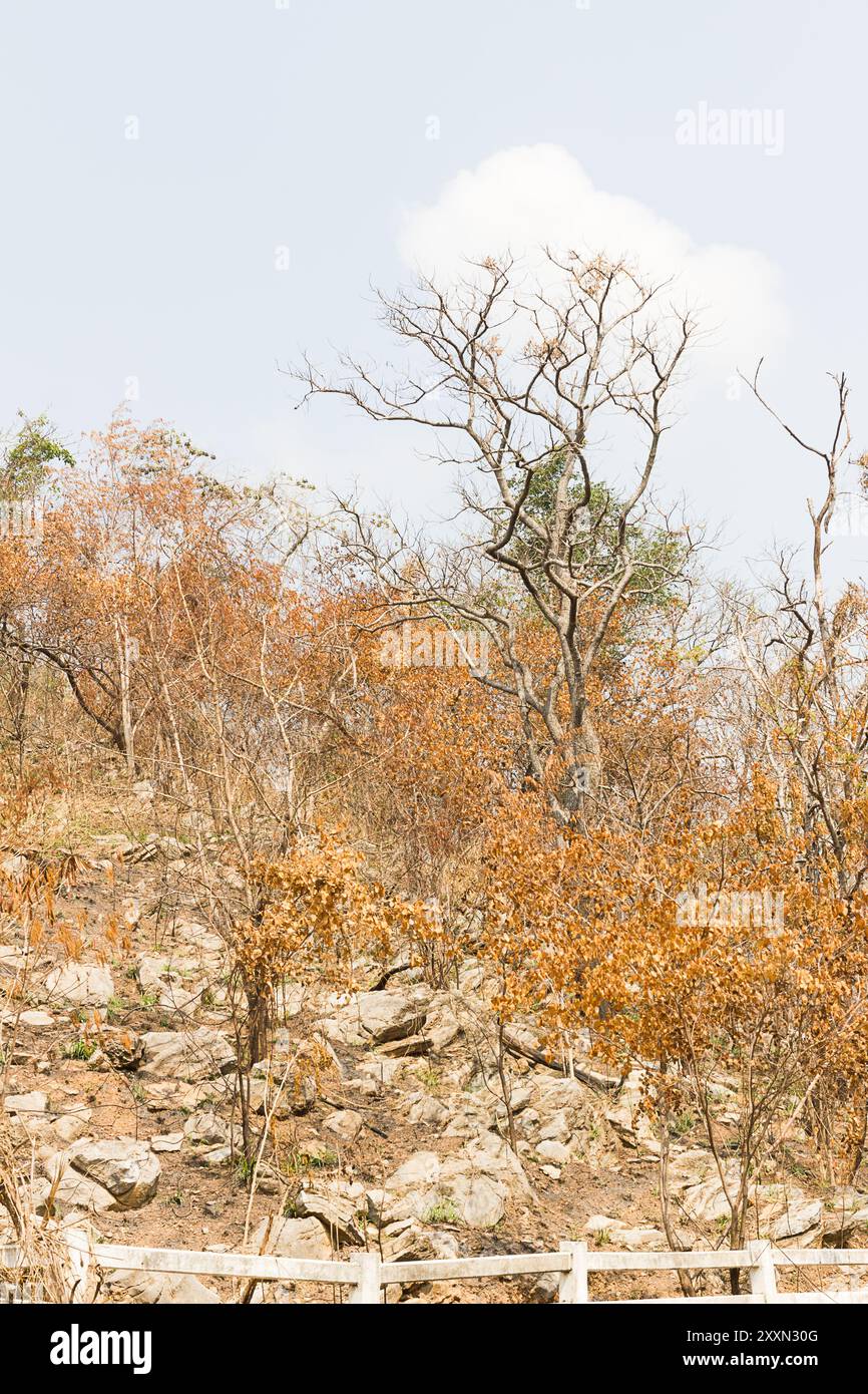 Fire on the mountain plant hi-res stock photography and images - Alamy