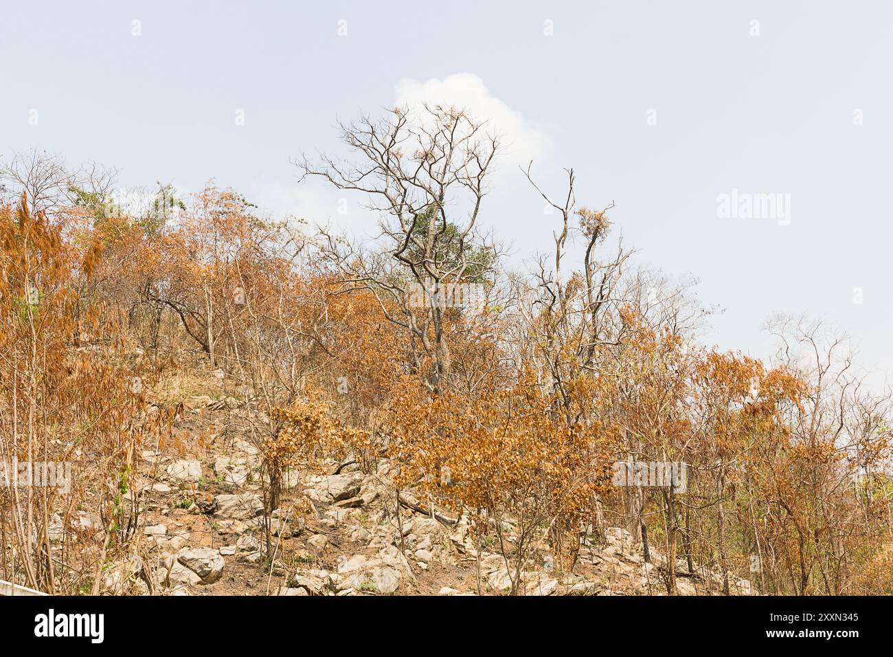 Fire on the mountain plant hi-res stock photography and images - Alamy