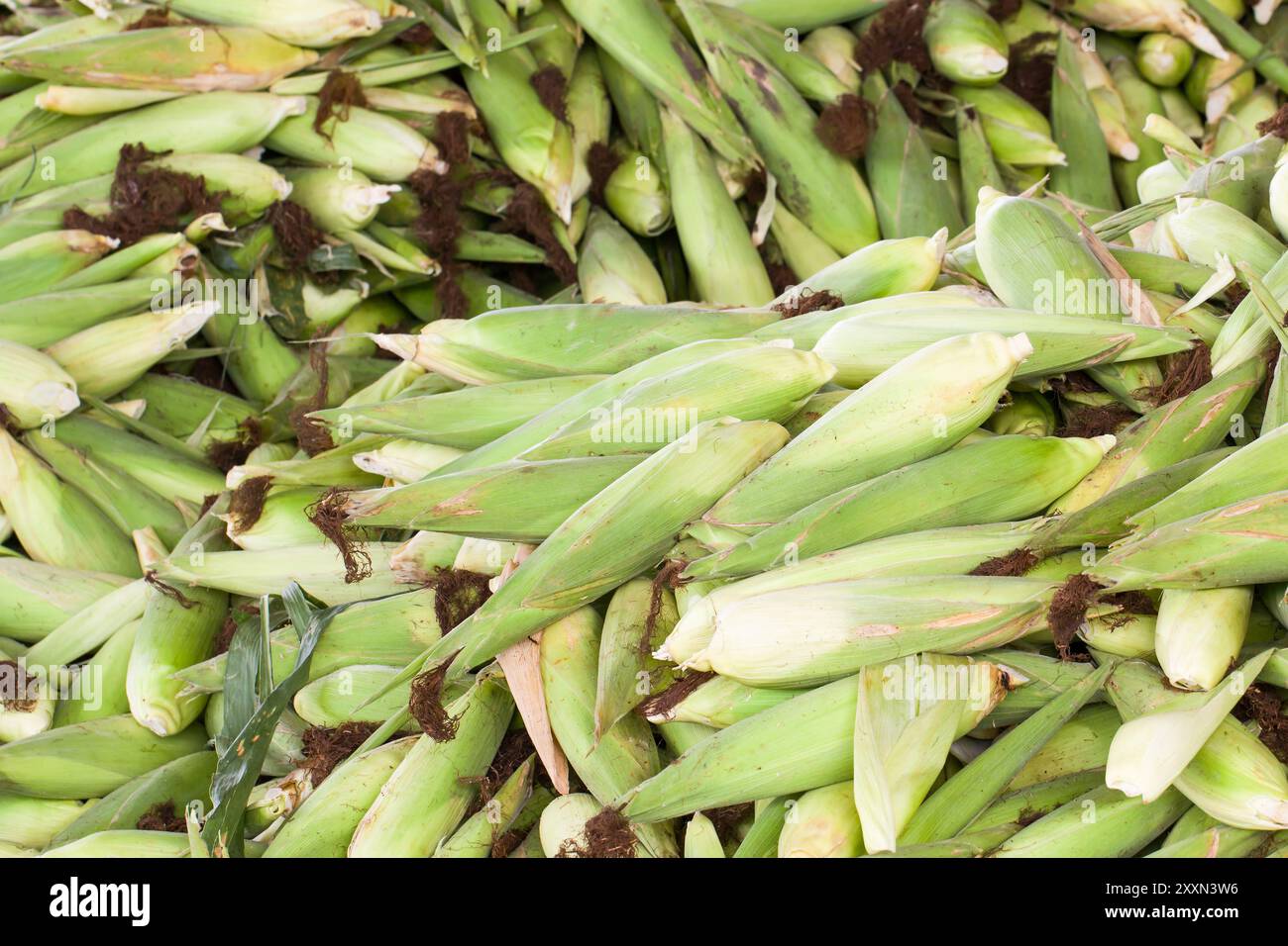 Stack of fresh corn with husk , after the corn harvest Stock Photo - Alamy