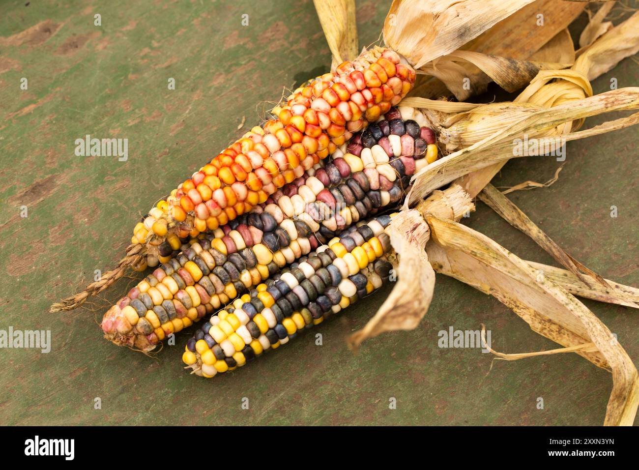 Dry corn cobs with colorful grains on vintage wooden background, top ...