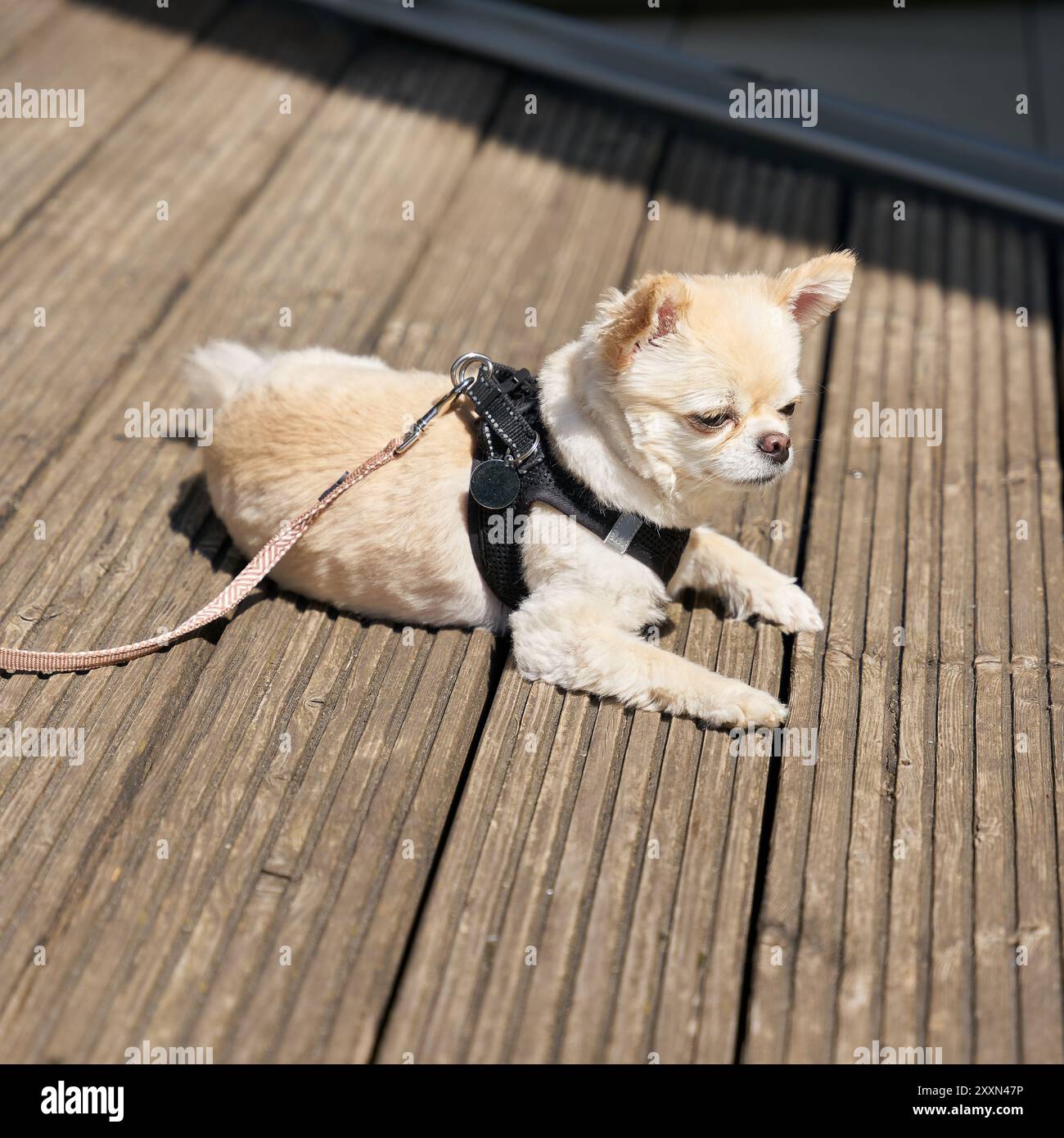 Tired chihuahua hi-res stock photography and images - Alamy