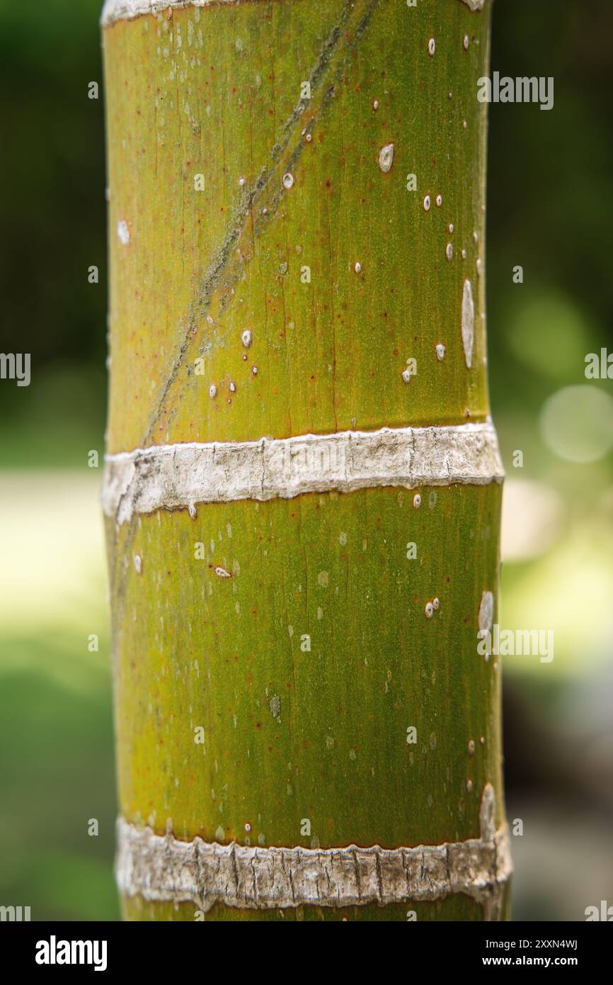 Detailed texture of segmented bamboo stalk in natural light Stock Photo ...