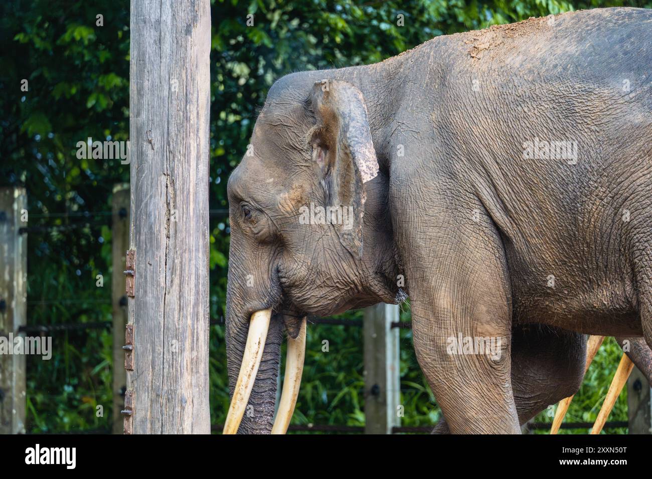 A close-up of a Borneo pygmy elephant, a smaller subspecies of Asian ...