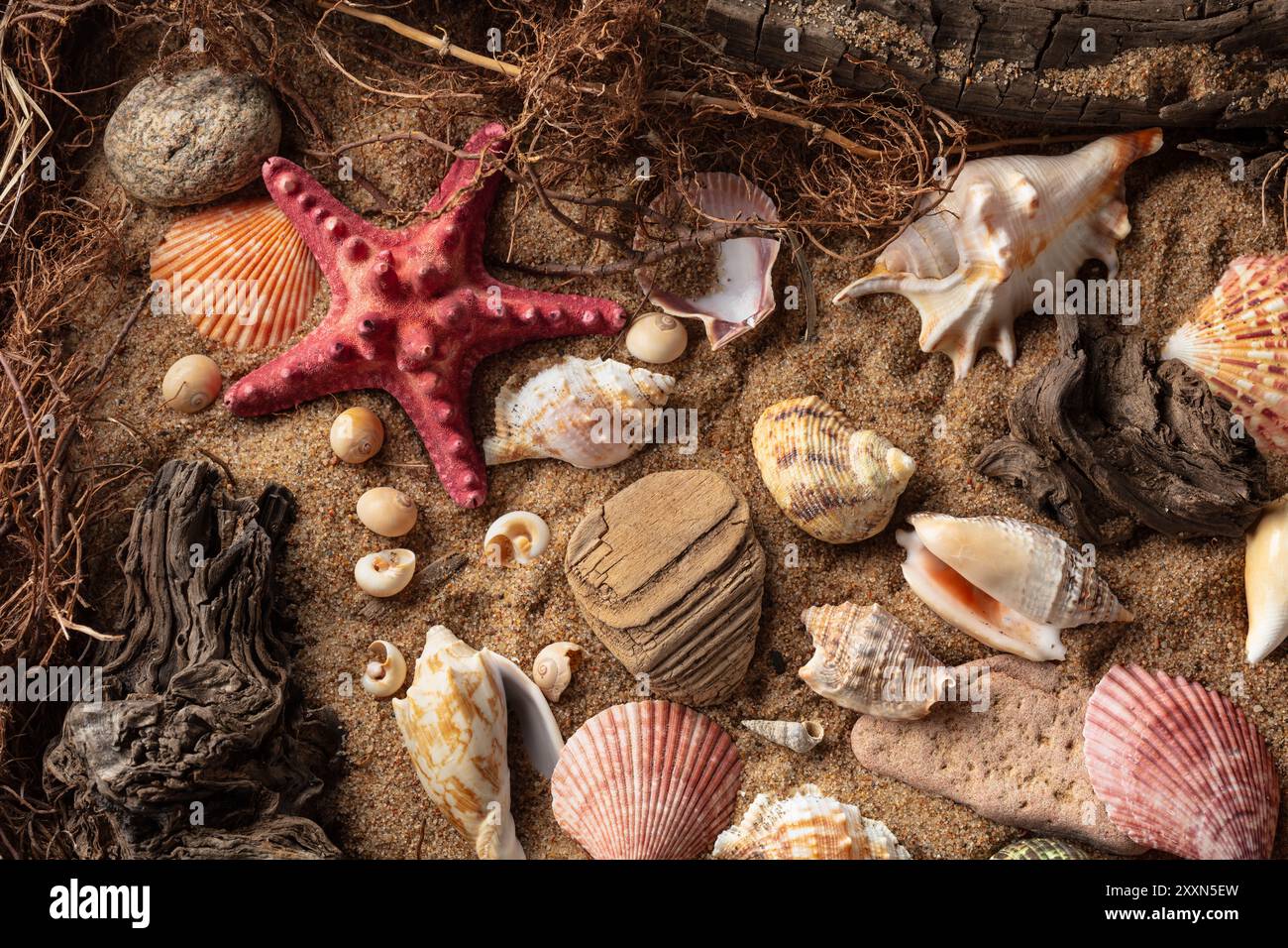 Beach themed background with snags, shells, stones, and sand. Top view ...