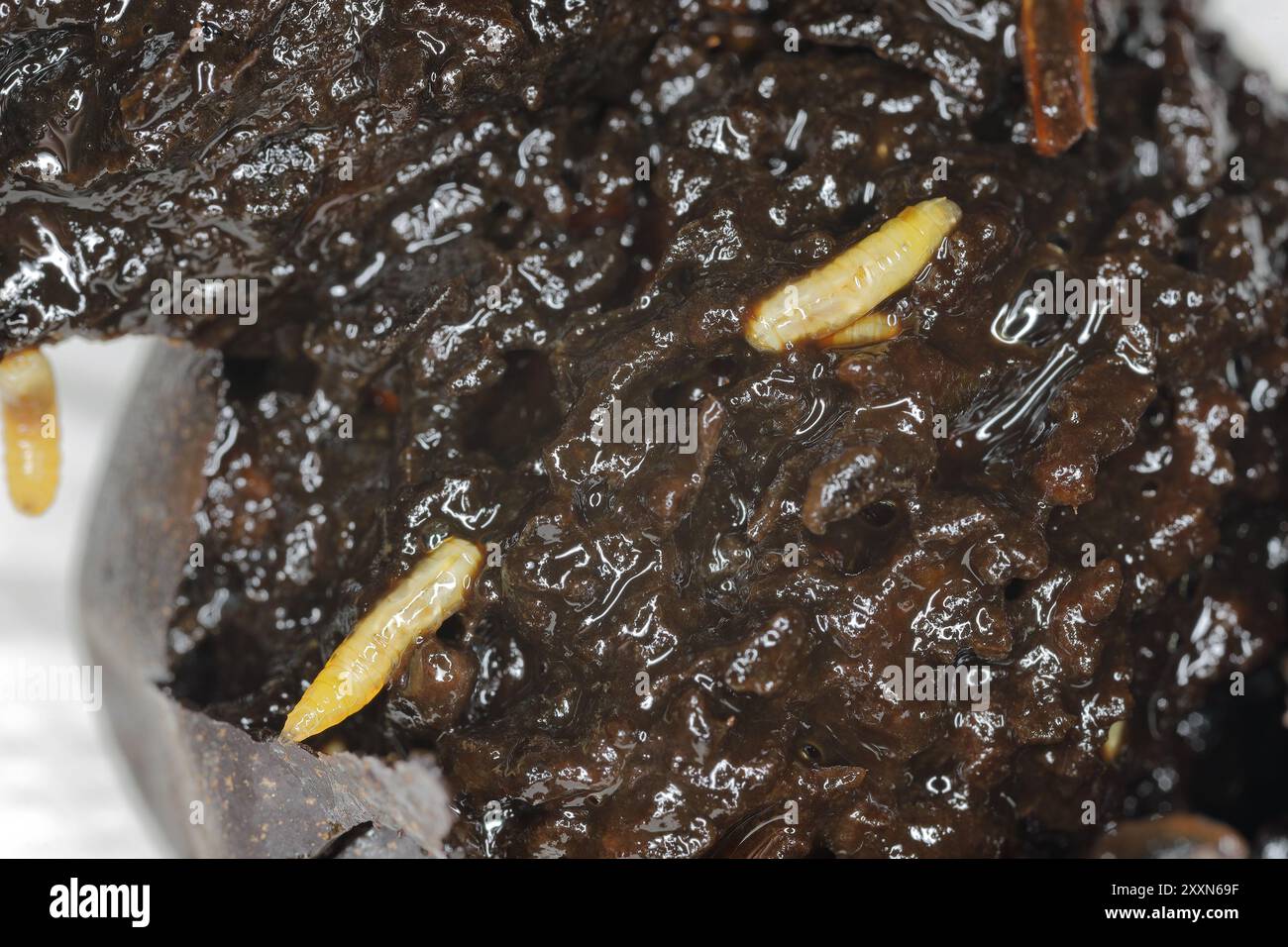 Larvae of Walnut husk fly (Rhagoletis completa) In walnut fruit. Rotten ...