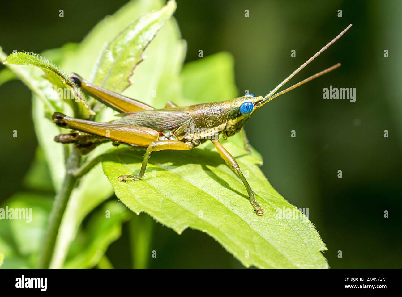 Macro photography of Grasshopper on green leaf in the forest ...