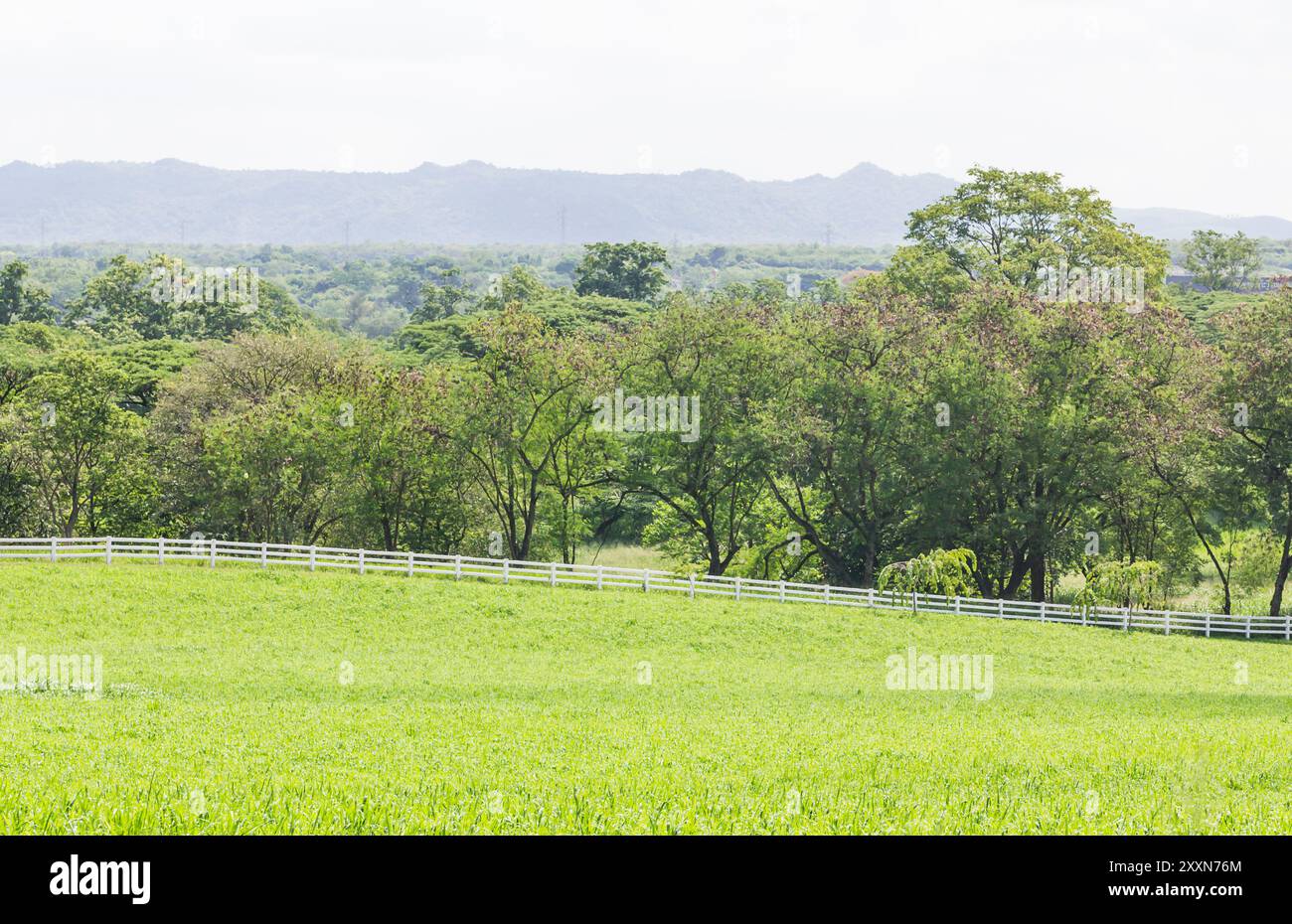 Green grass field rural landscape with trees Stock Photo - Alamy
