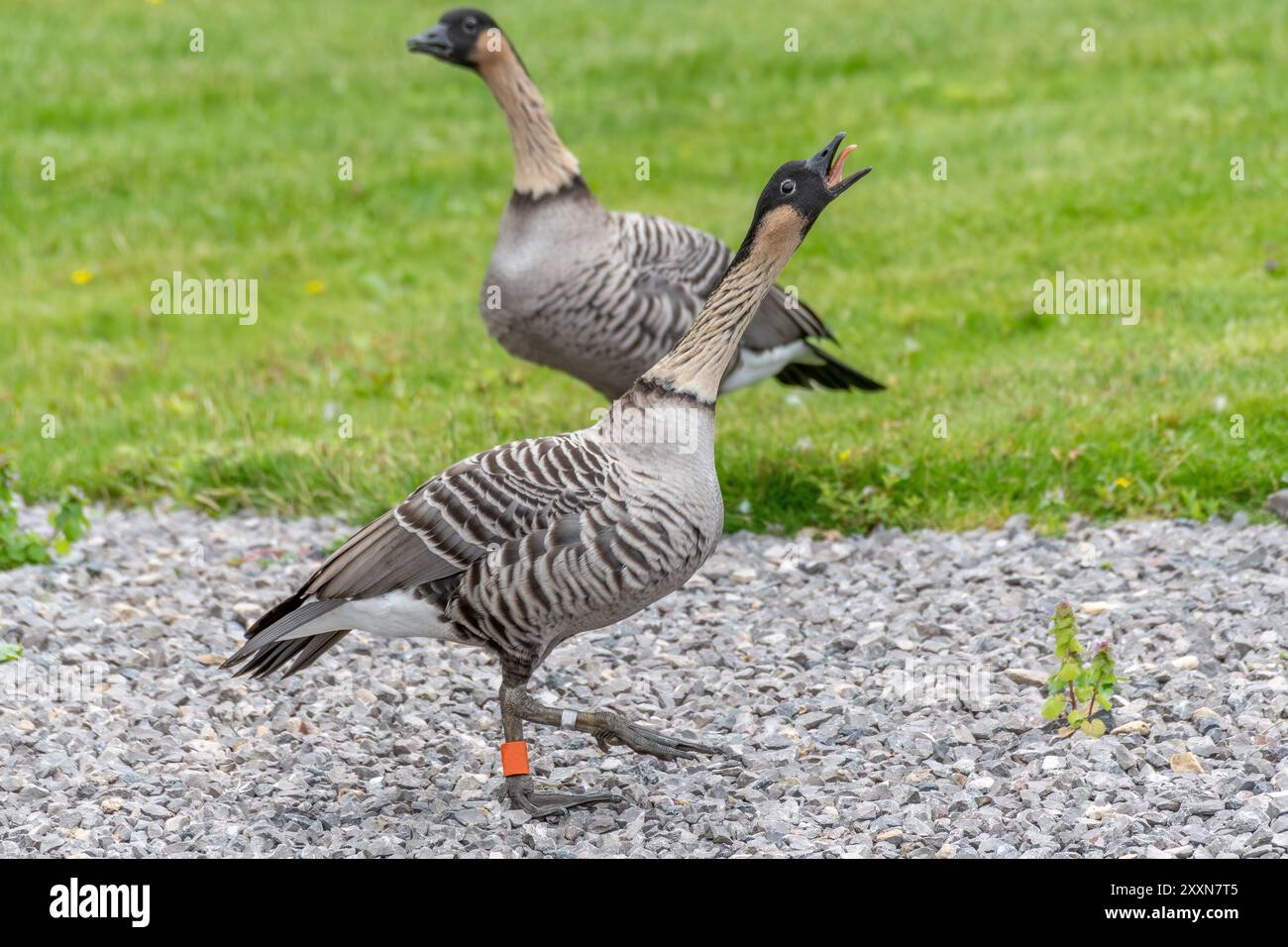 Angry goose hi-res stock photography and images - Alamy