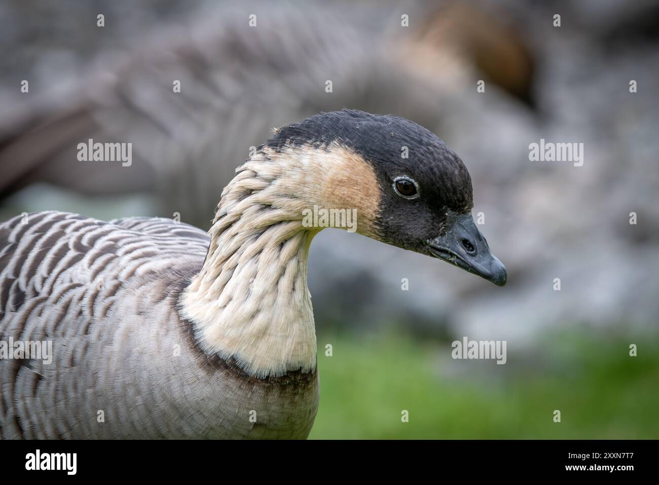 Nene goose crossing hi-res stock photography and images - Alamy