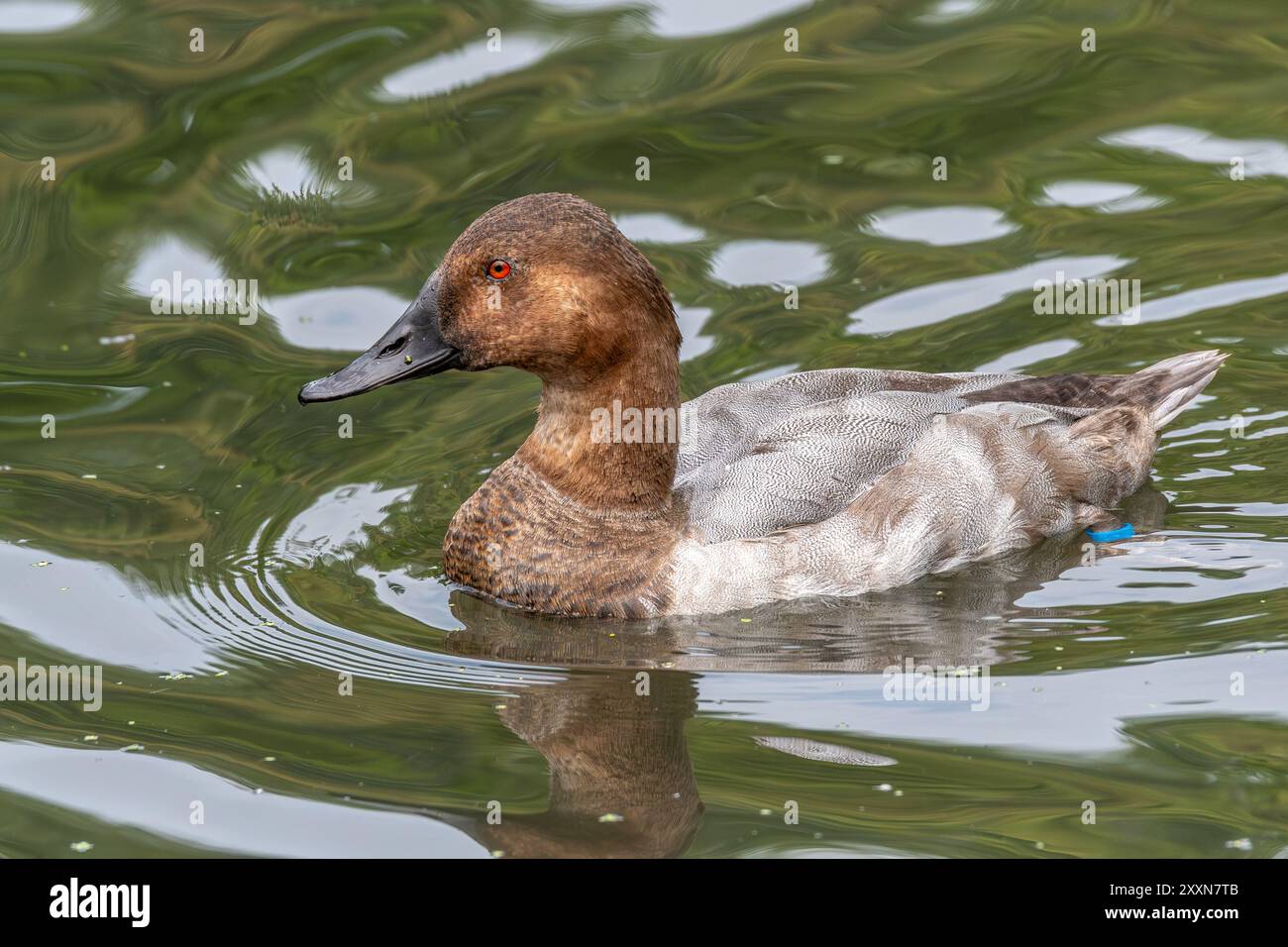 Canvasback Duck on a lake Stock Photo - Alamy