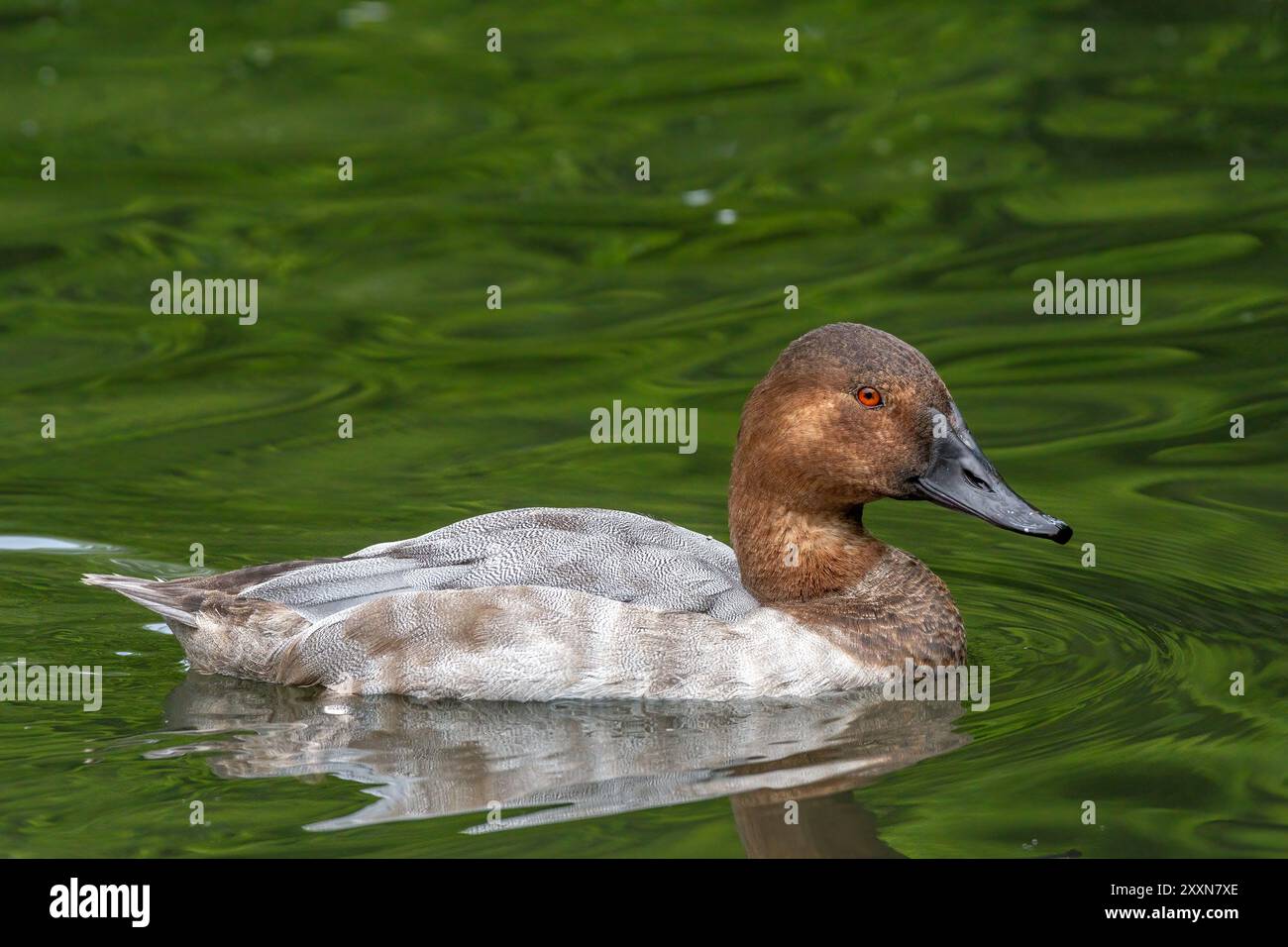 Canvasback Duck on a lake Stock Photo - Alamy