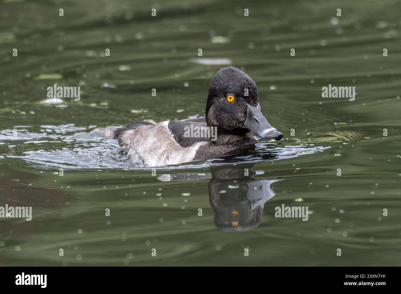 Ring necked duck swimming Stock Photo - Alamy