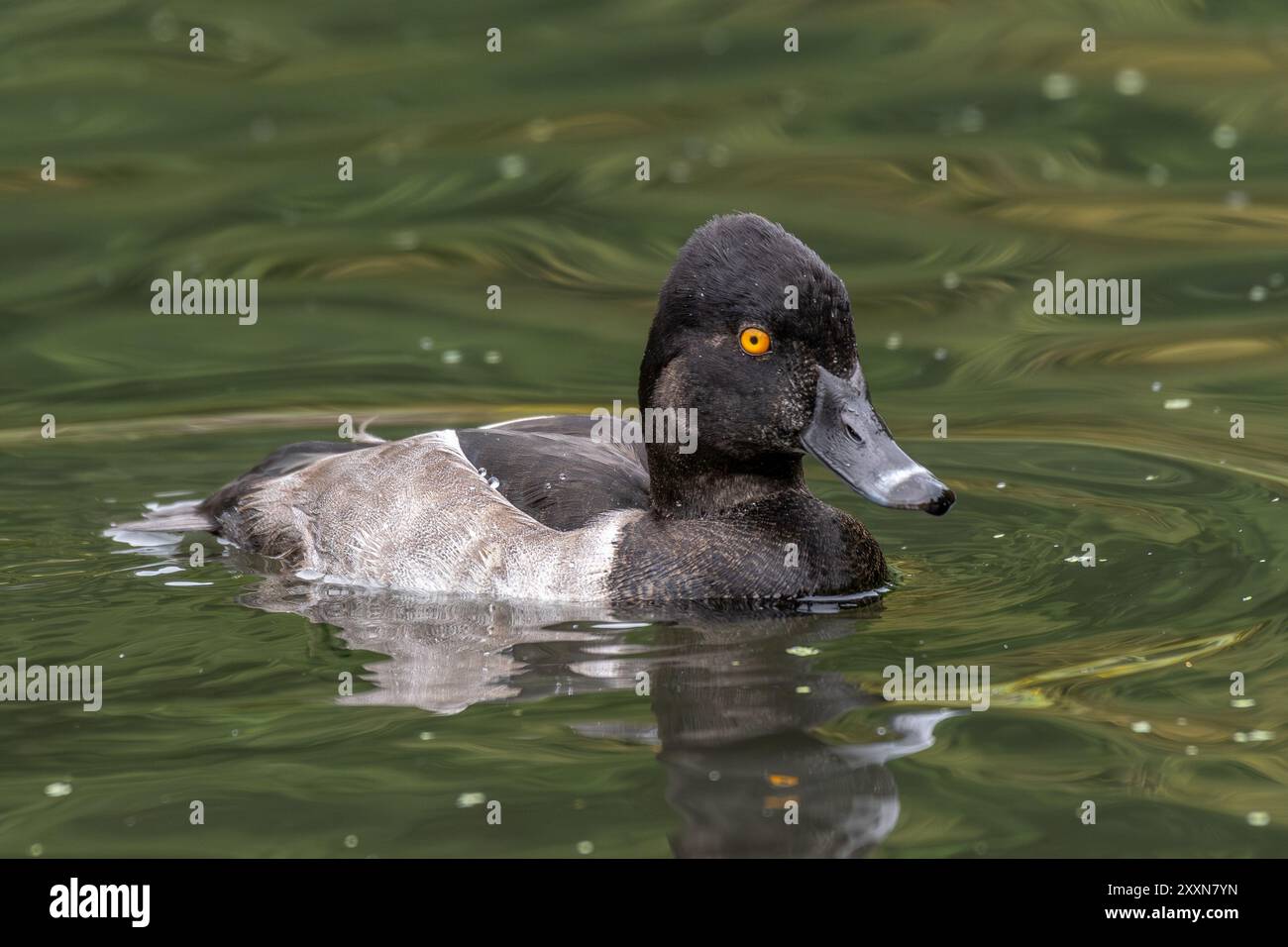 Ring necked duck swimming Stock Photo - Alamy