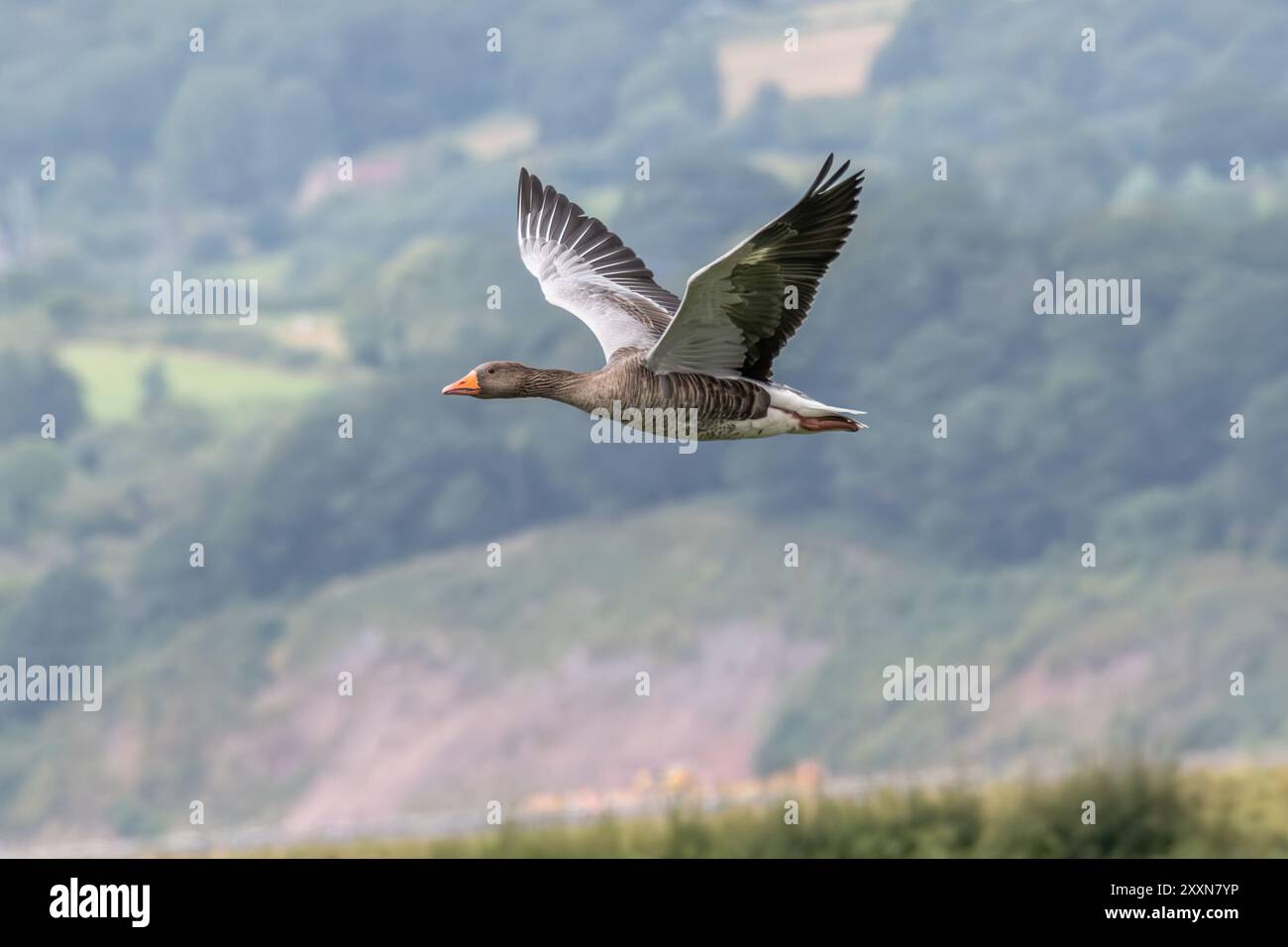 Goose in flight UK Stock Photo - Alamy