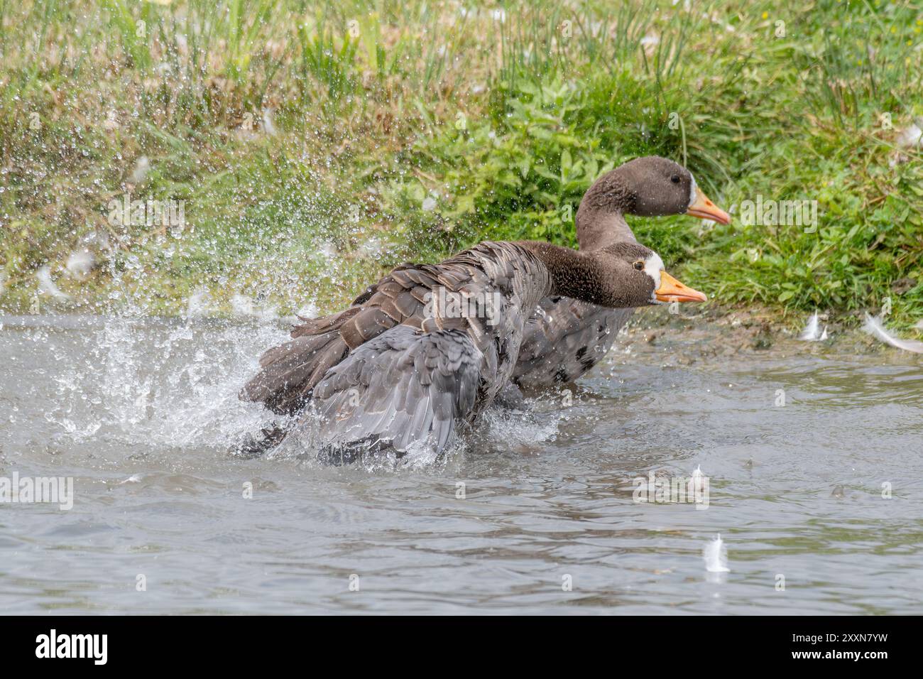 Beautiful geese in water hi-res stock photography and images - Alamy