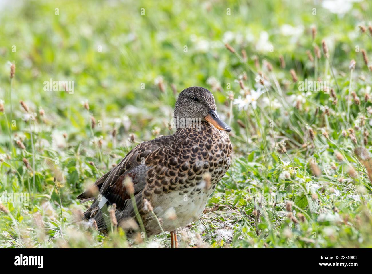 Cartoon grass hi-res stock photography and images - Alamy