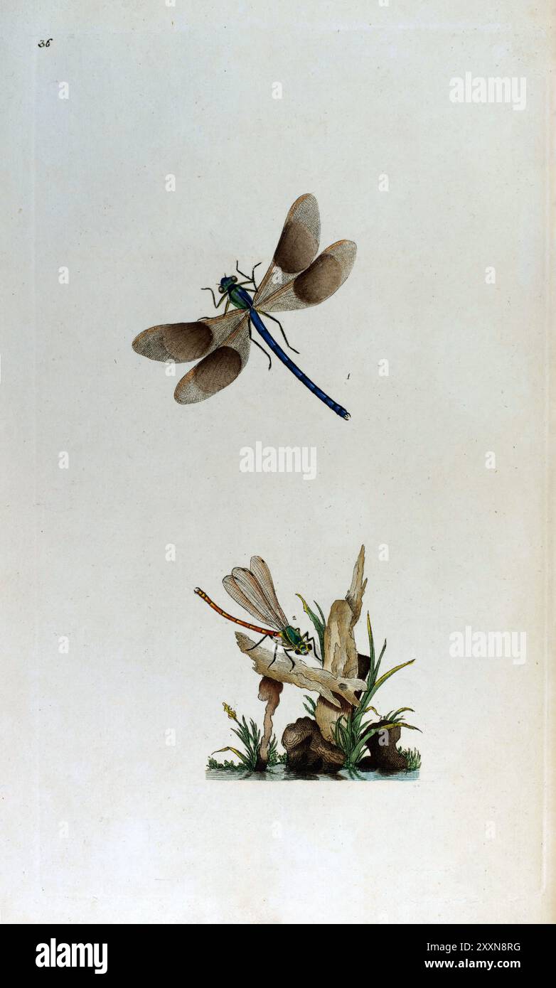 Azure Damselfly, Edward Donovan, British Insects, Plate 36. High ...