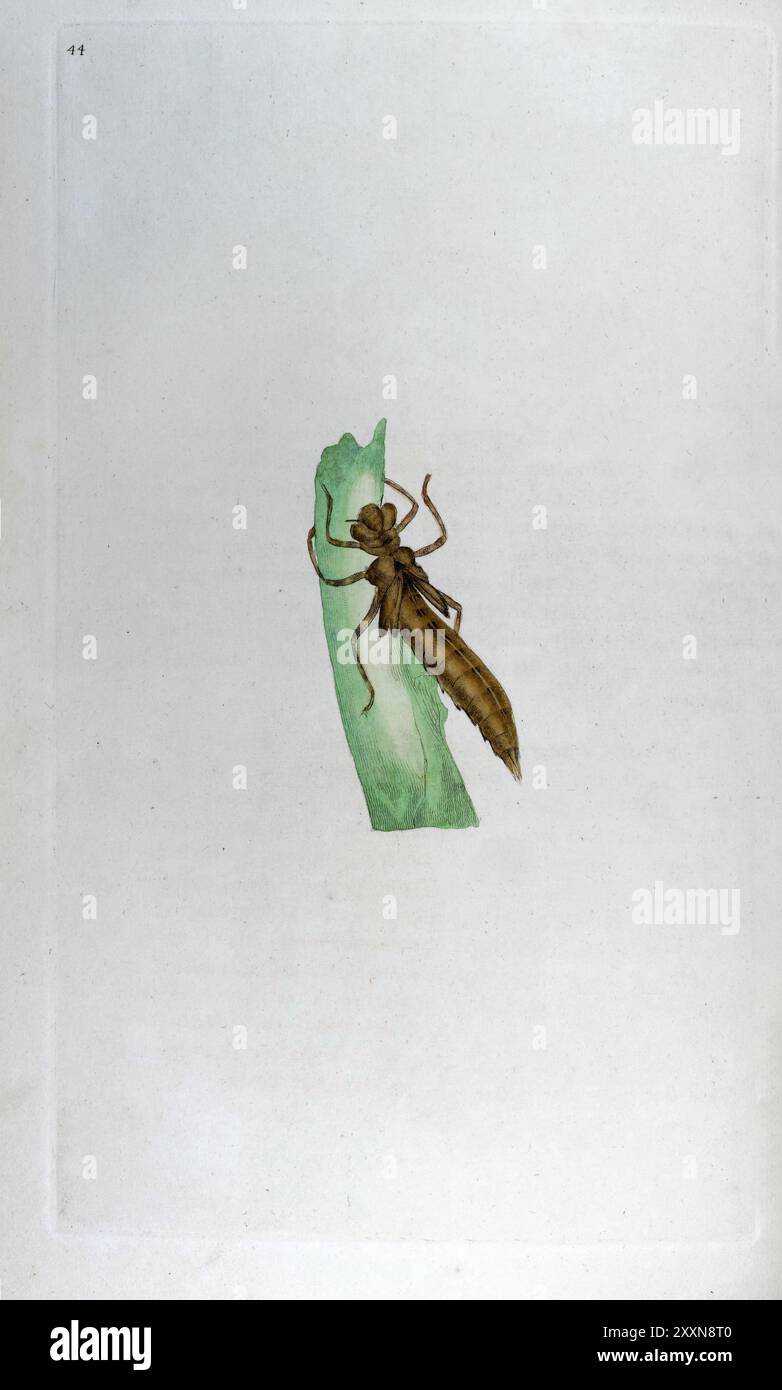 Lava - Broad Bodied Chaser. Edward Donovan, British Insects, Plate 44 ...