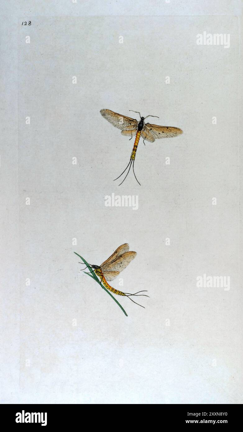 Ephemera diffusa hi-res stock photography and images - Alamy