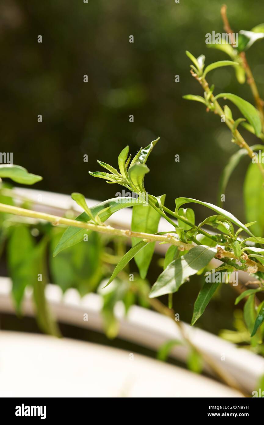 Close-up view of a young shoot on a plant, showing the natural beauty ...