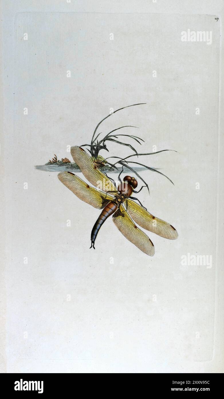 4-Spot Chaser. Edward Donovan, British Insects, Plate 407 Stock Photo ...