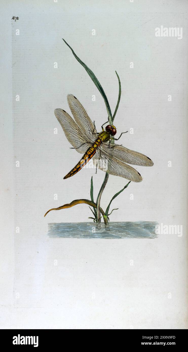 British flying insects hi-res stock photography and images - Alamy