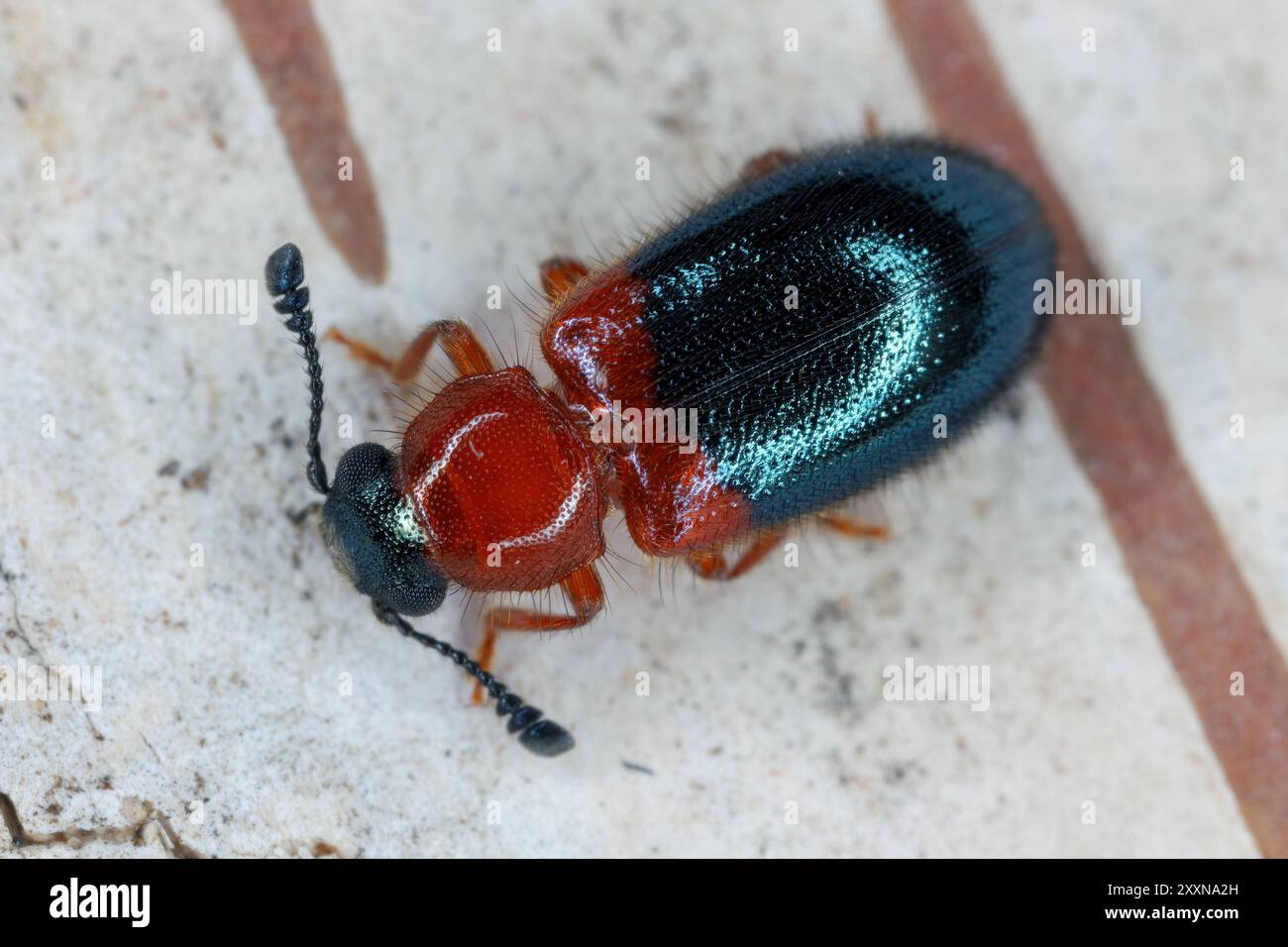 Red necked bacon beetle hi-res stock photography and images - Alamy