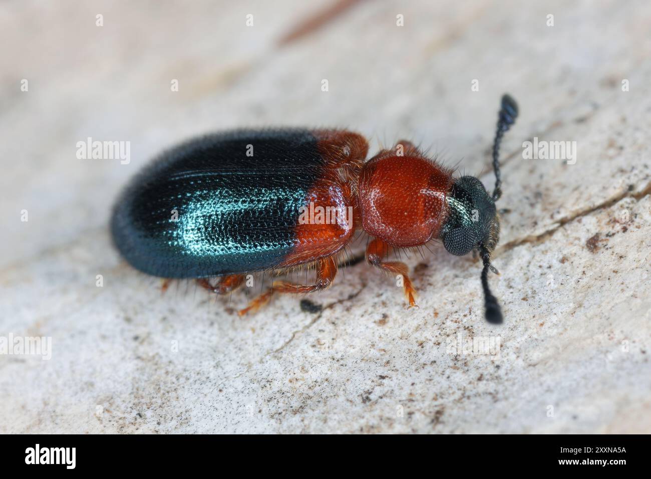 Red necked bacon beetle hi-res stock photography and images - Alamy