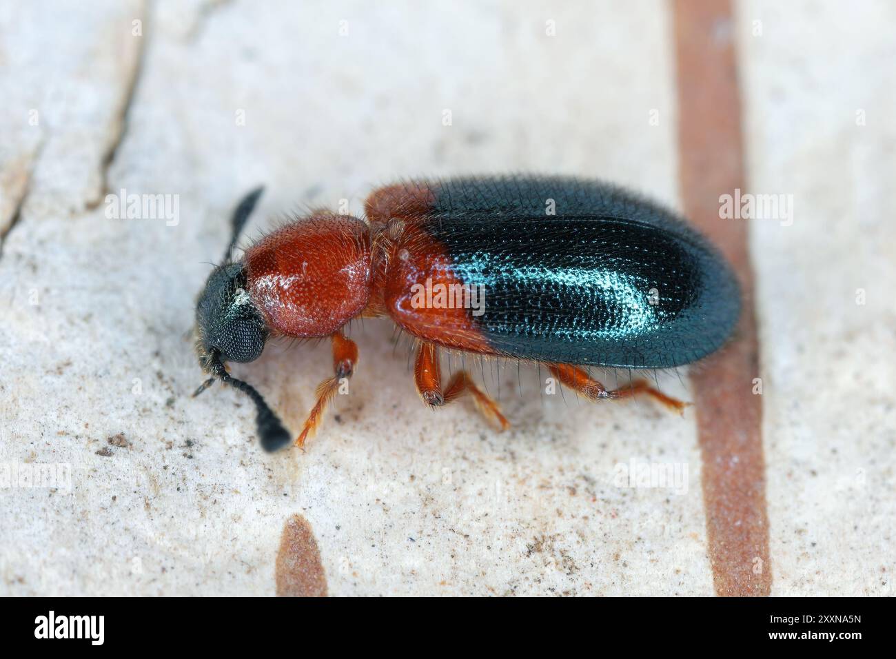 Red necked bacon beetle hi-res stock photography and images - Alamy