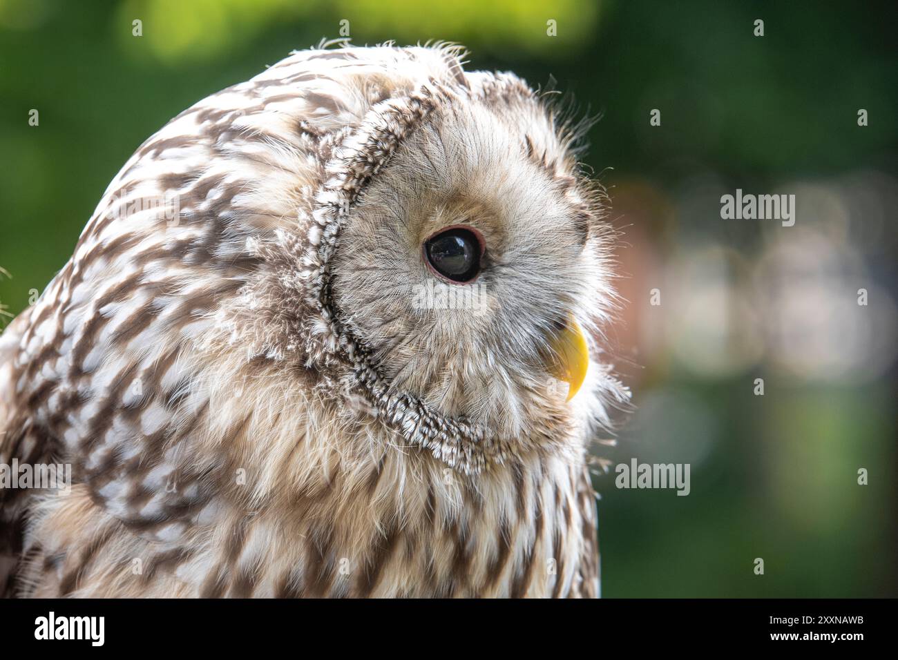 Side profile of owl hi-res stock photography and images - Alamy