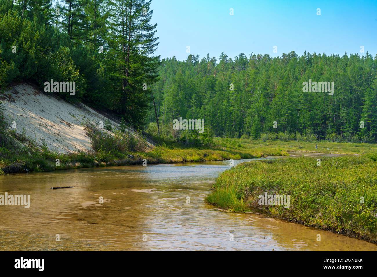 A tranquil stream winds its way through a lush green forest, with tall ...