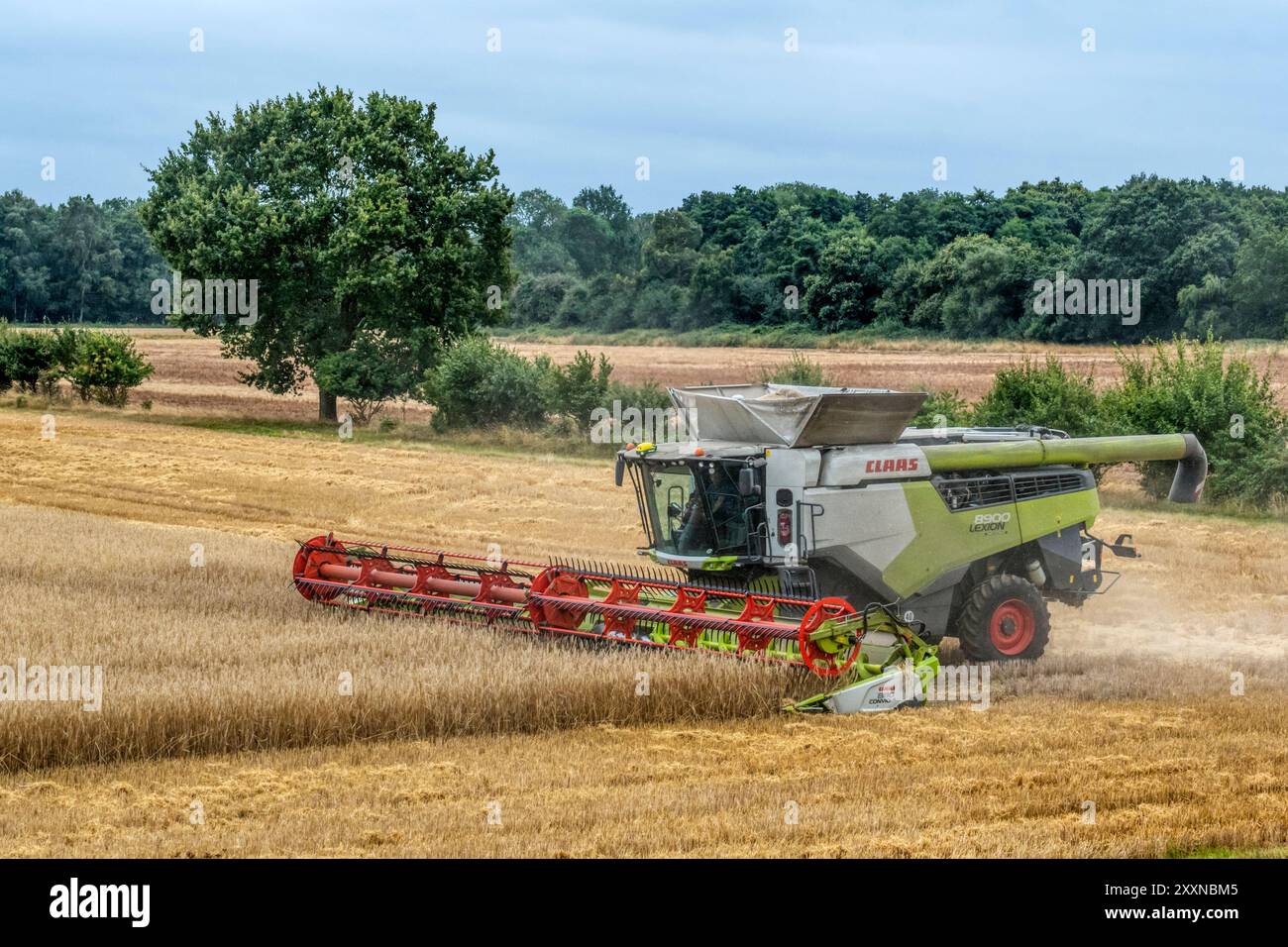 Harvesting with a Claas Lexion 8900 combine harvester on a field in ...