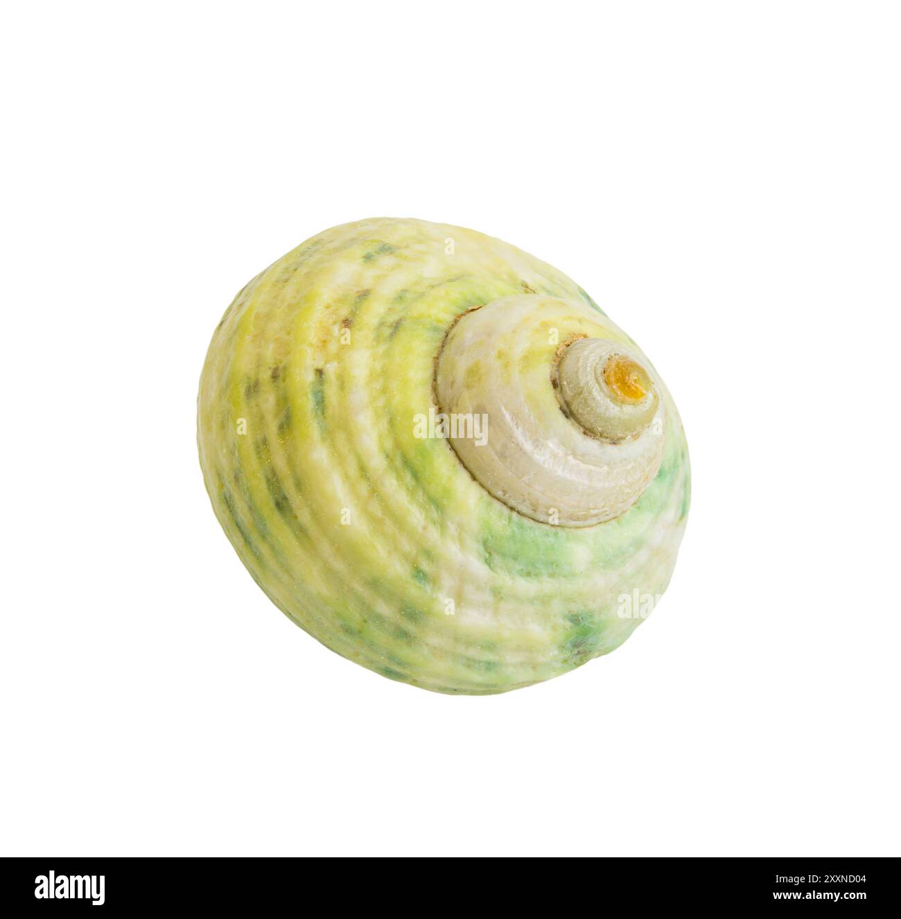 Marine sea shell isolated on white background, clipping path included ...