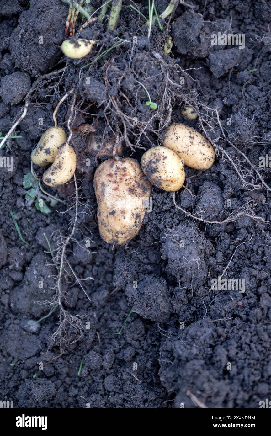 General stock. Gardening. Solanum tuberosum, potato crop freshly dug on ...